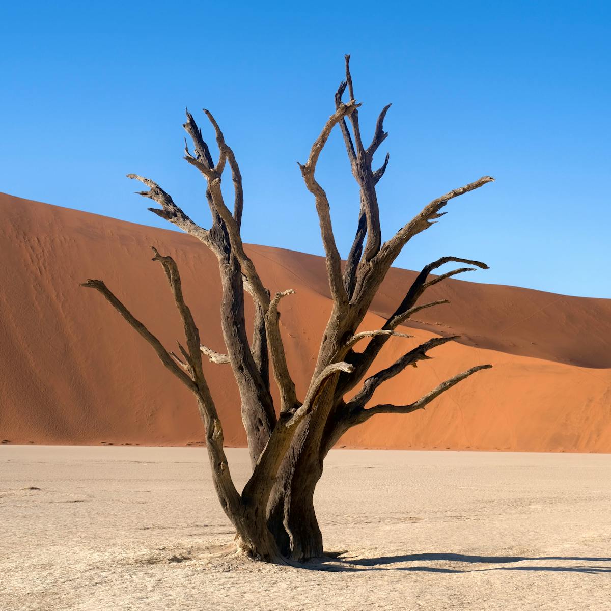 Dead Tree Photos, Download The BEST Free Dead Tree Stock Photos & HD Images