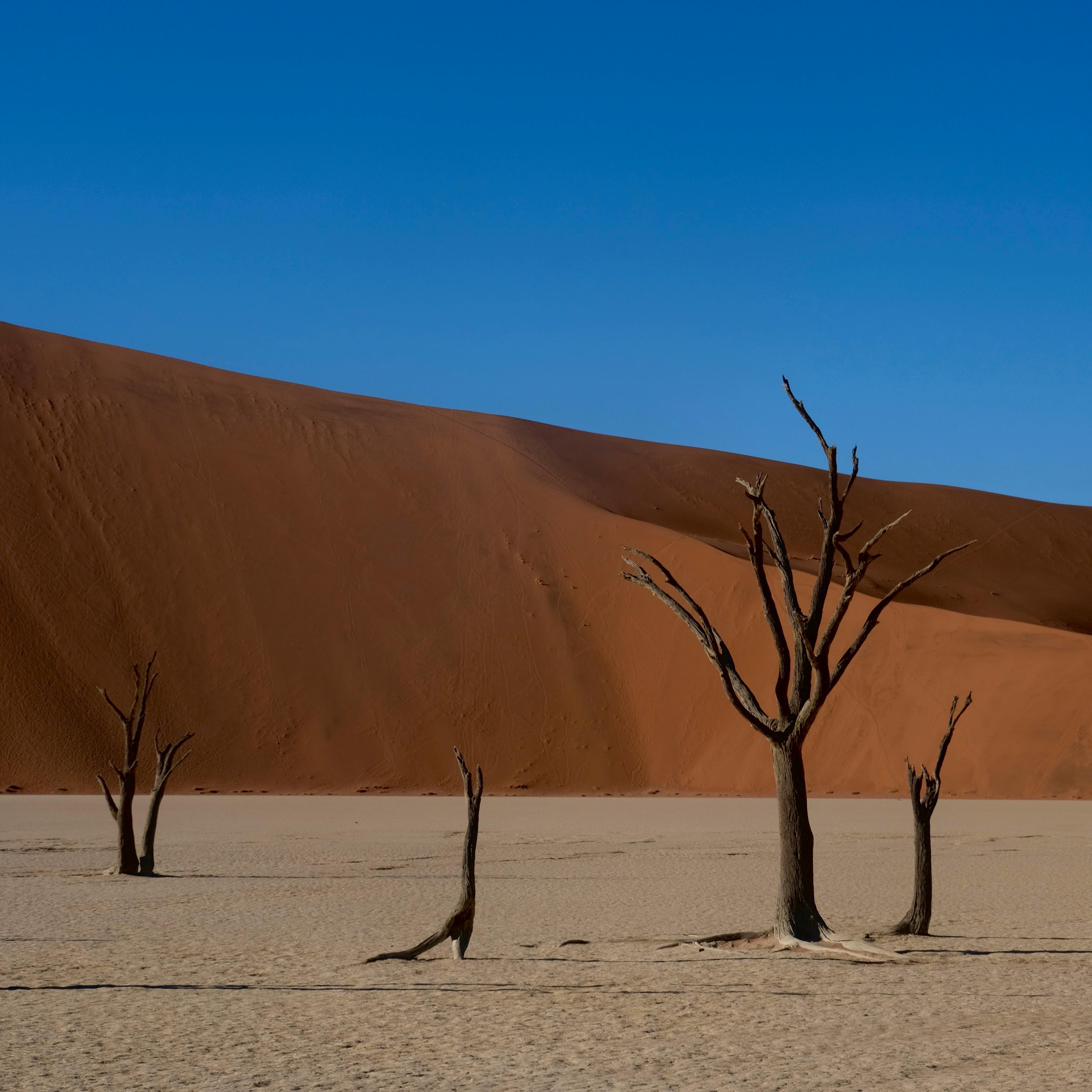 A desert with dead trees in the middle of it · Free Stock Photo