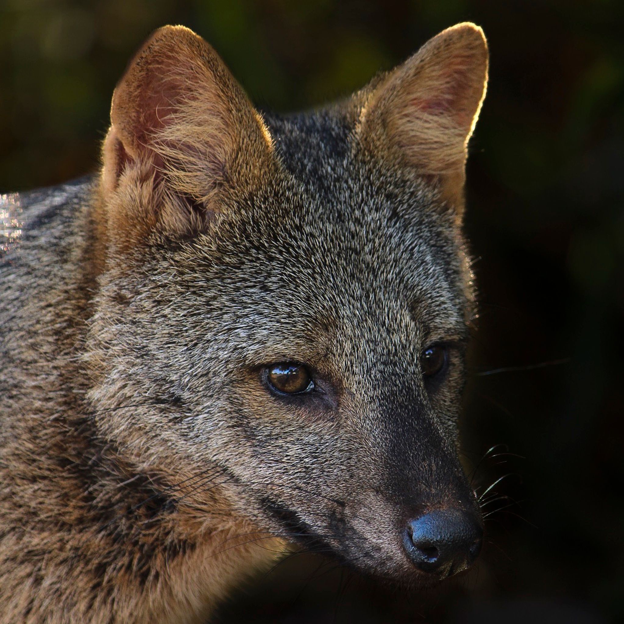 Native American With Wolf & Panther 3d Photos, Download The BEST Free ...