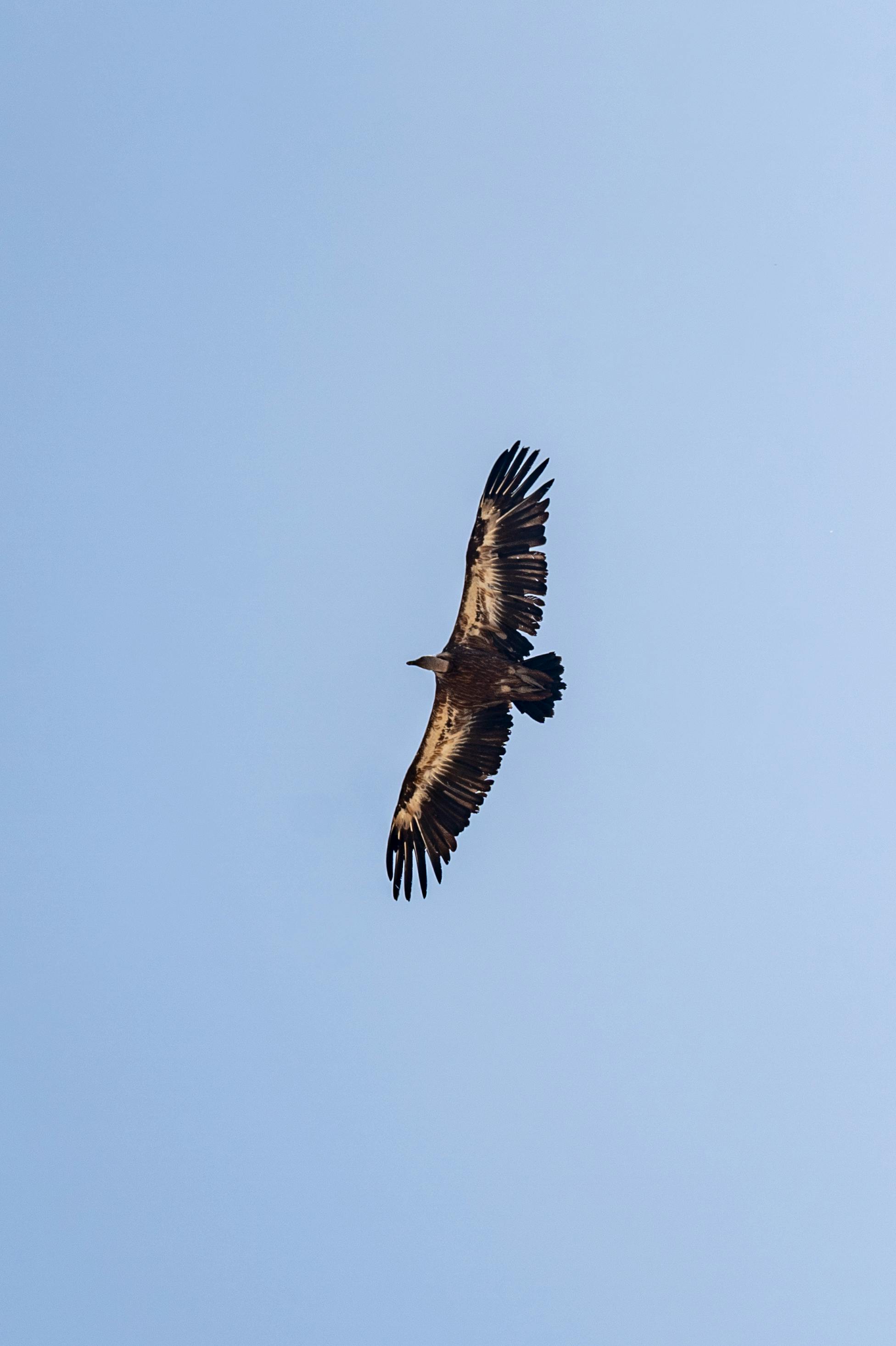 Vultures Hunting, Many, Flying, Soaring Photos, Download The BEST Free ...