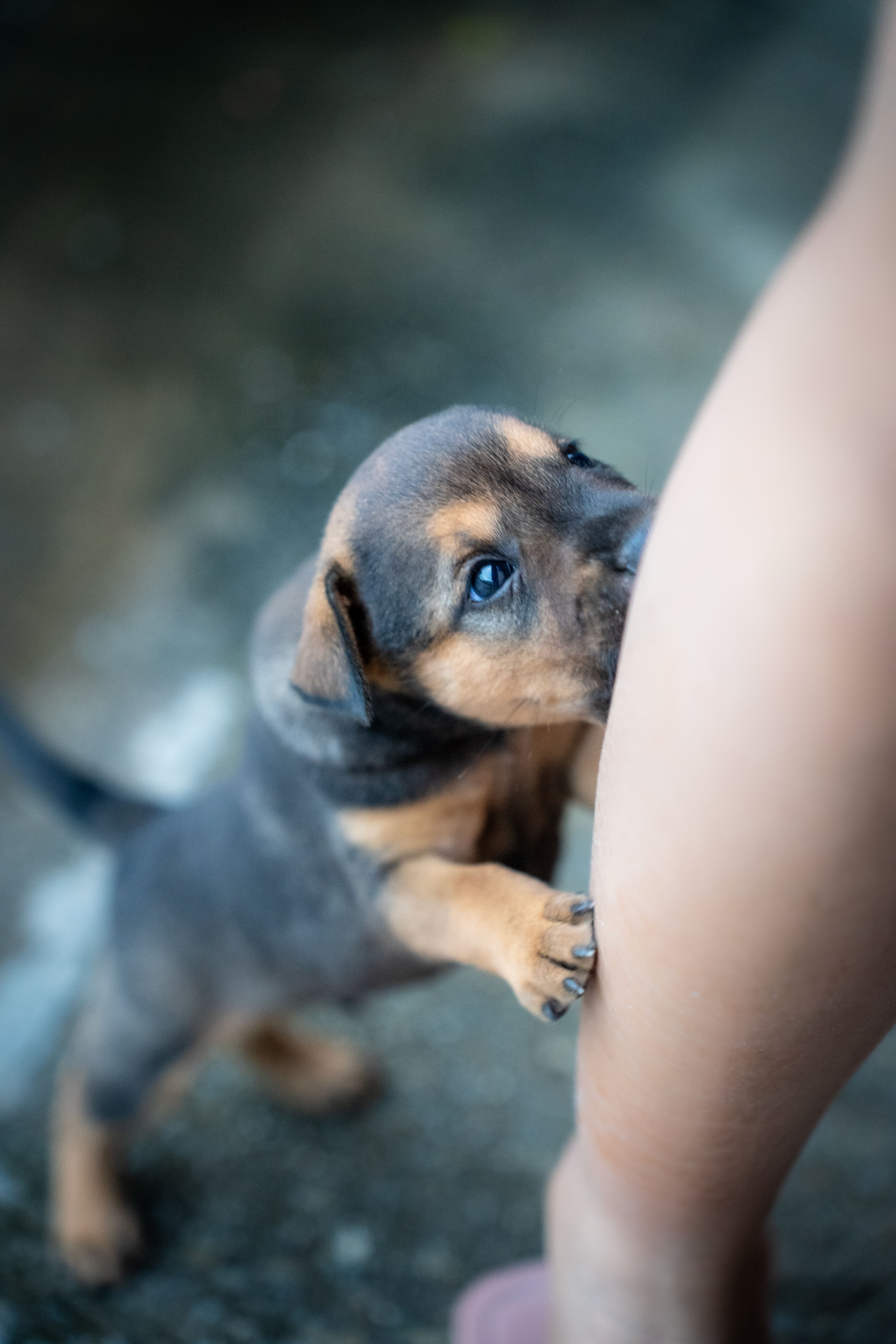 Photo of james, a german shepherd puppy in manila, philippines · Free ...