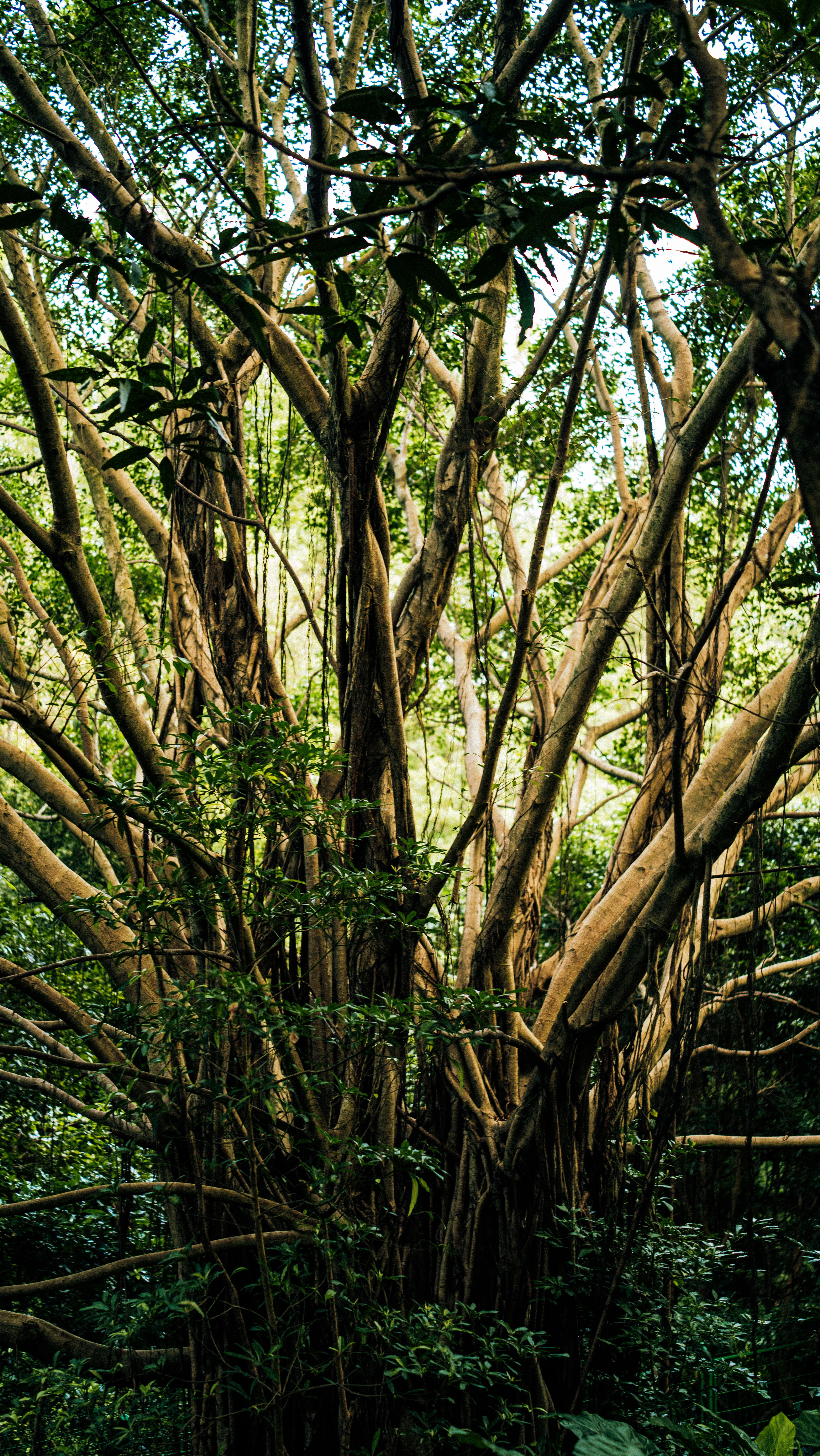 A large tree with many branches and leaves · Free Stock Photo