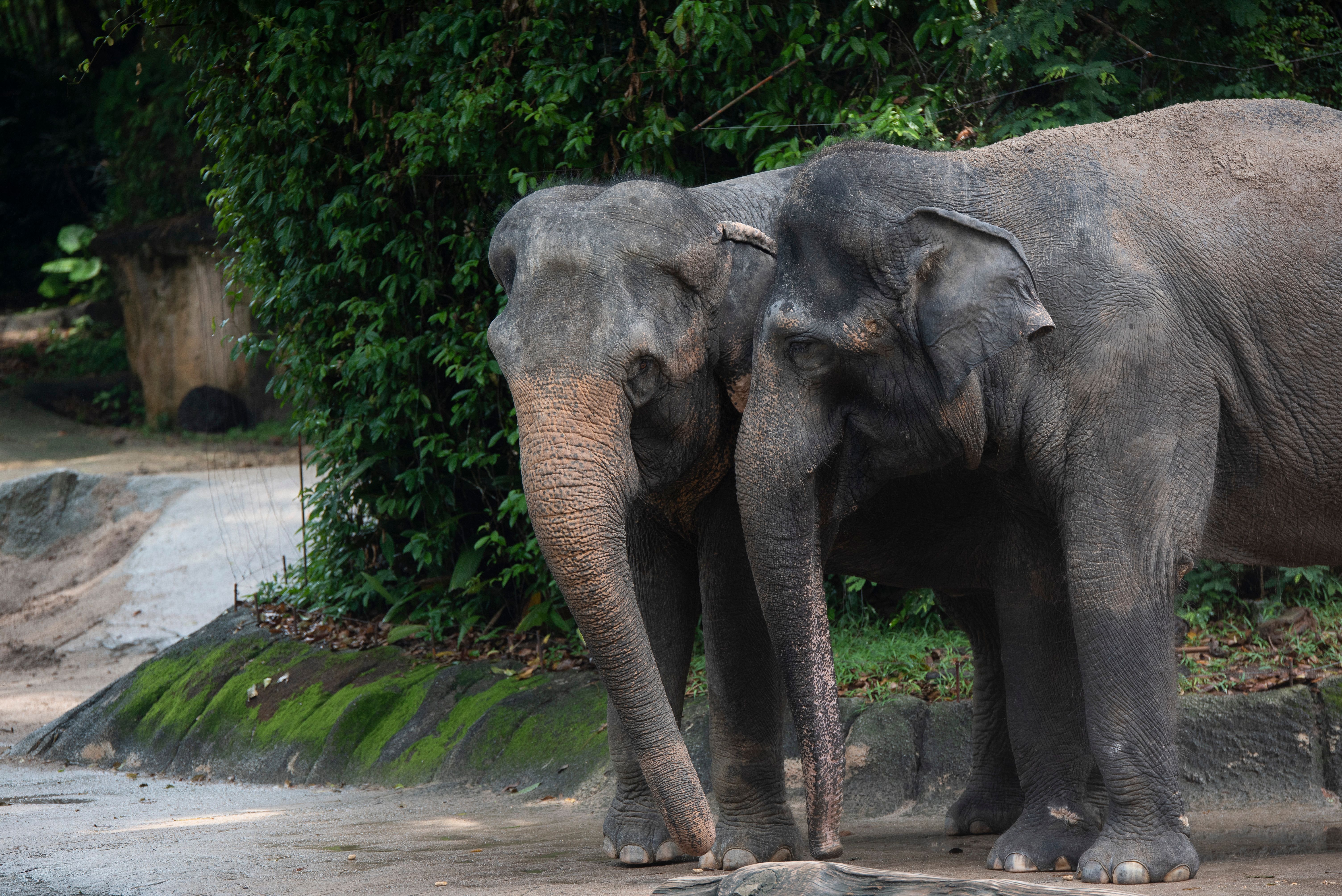 Photo Of Elephants Sitting On The Ground · Free Stock Photo