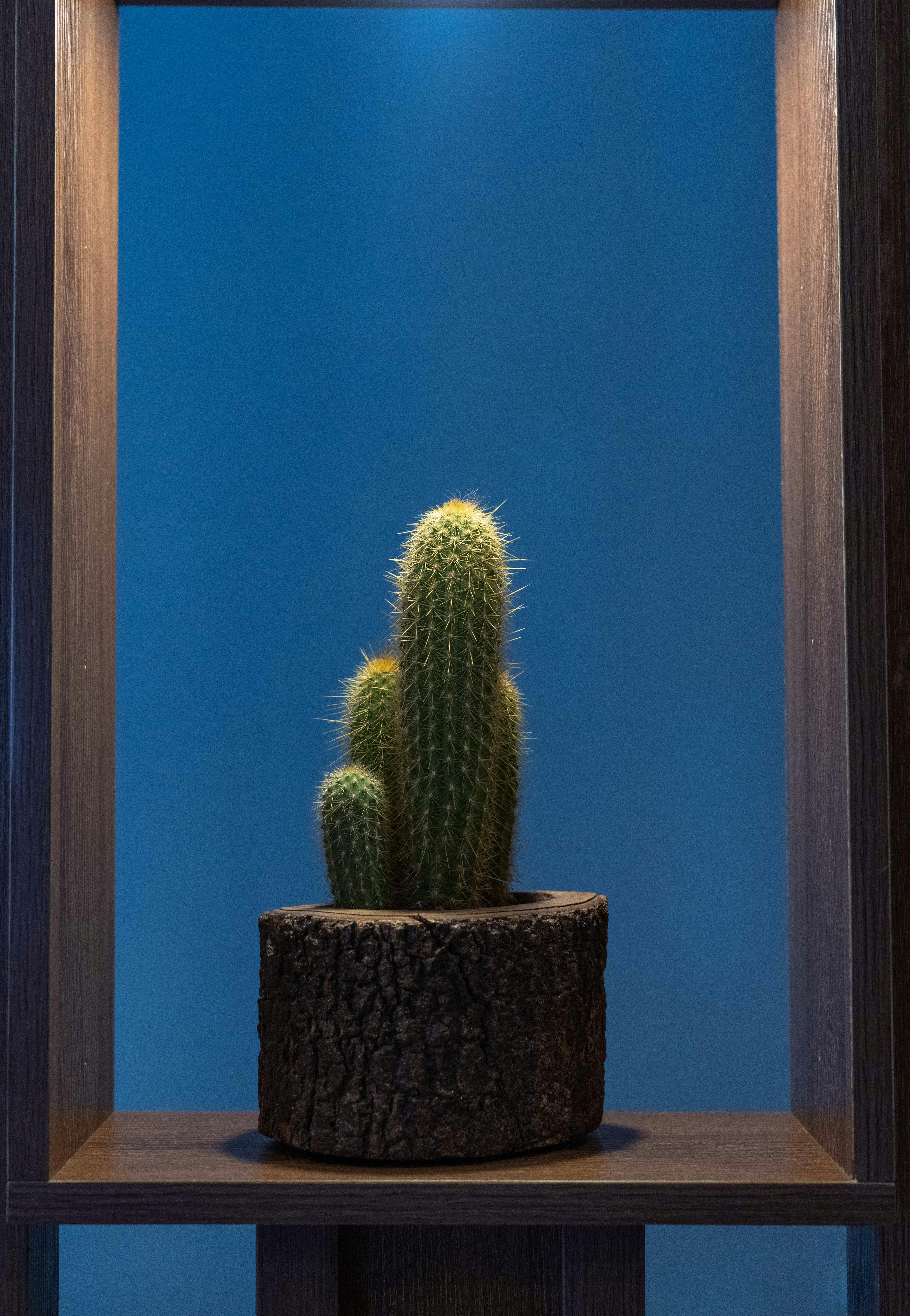 Green Cactus Plant on Table · Free Stock Photo