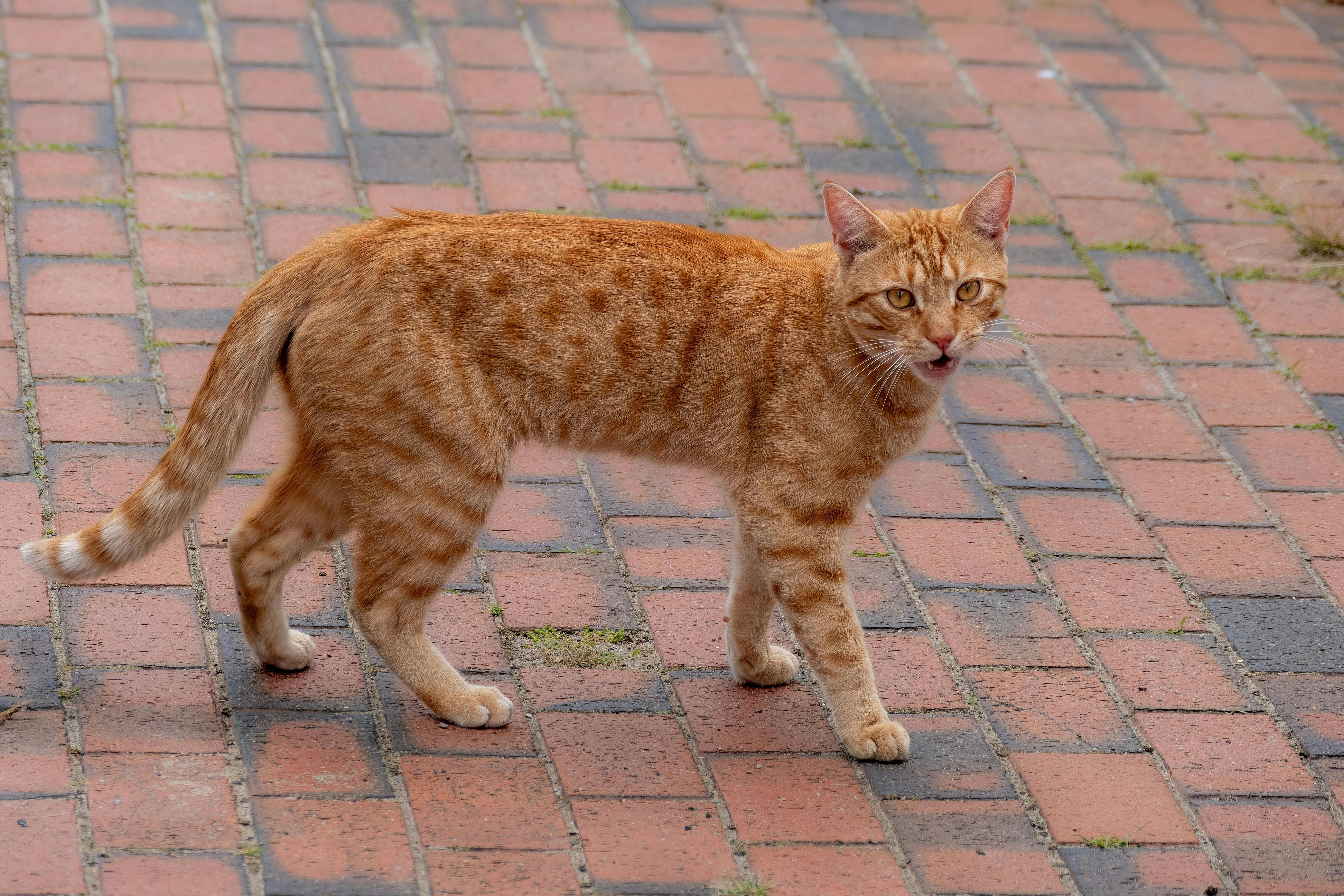 Roter Kater · Free Stock Photo