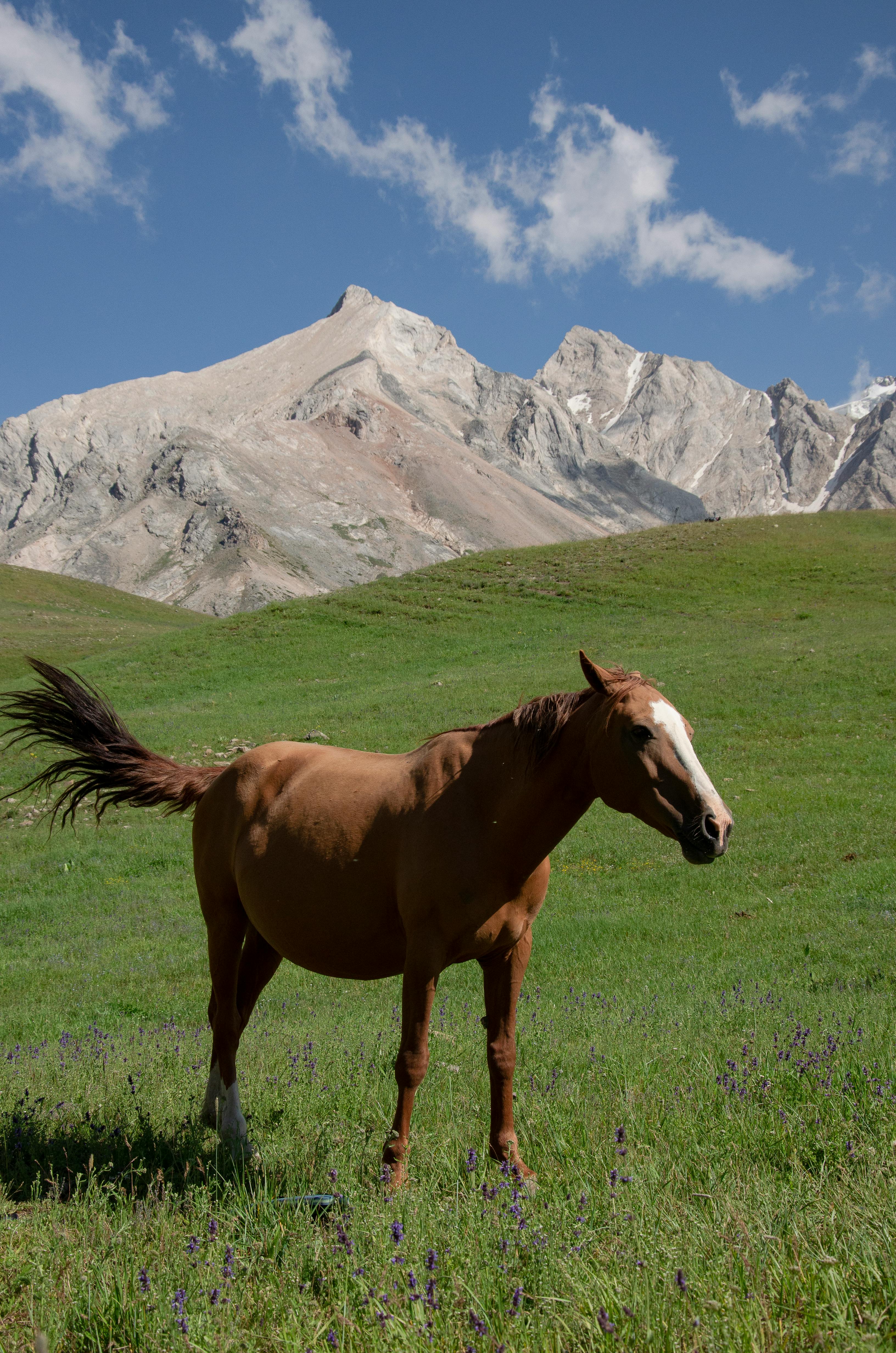 Native Territory Photos, Download The BEST Free Native Territory Stock ...