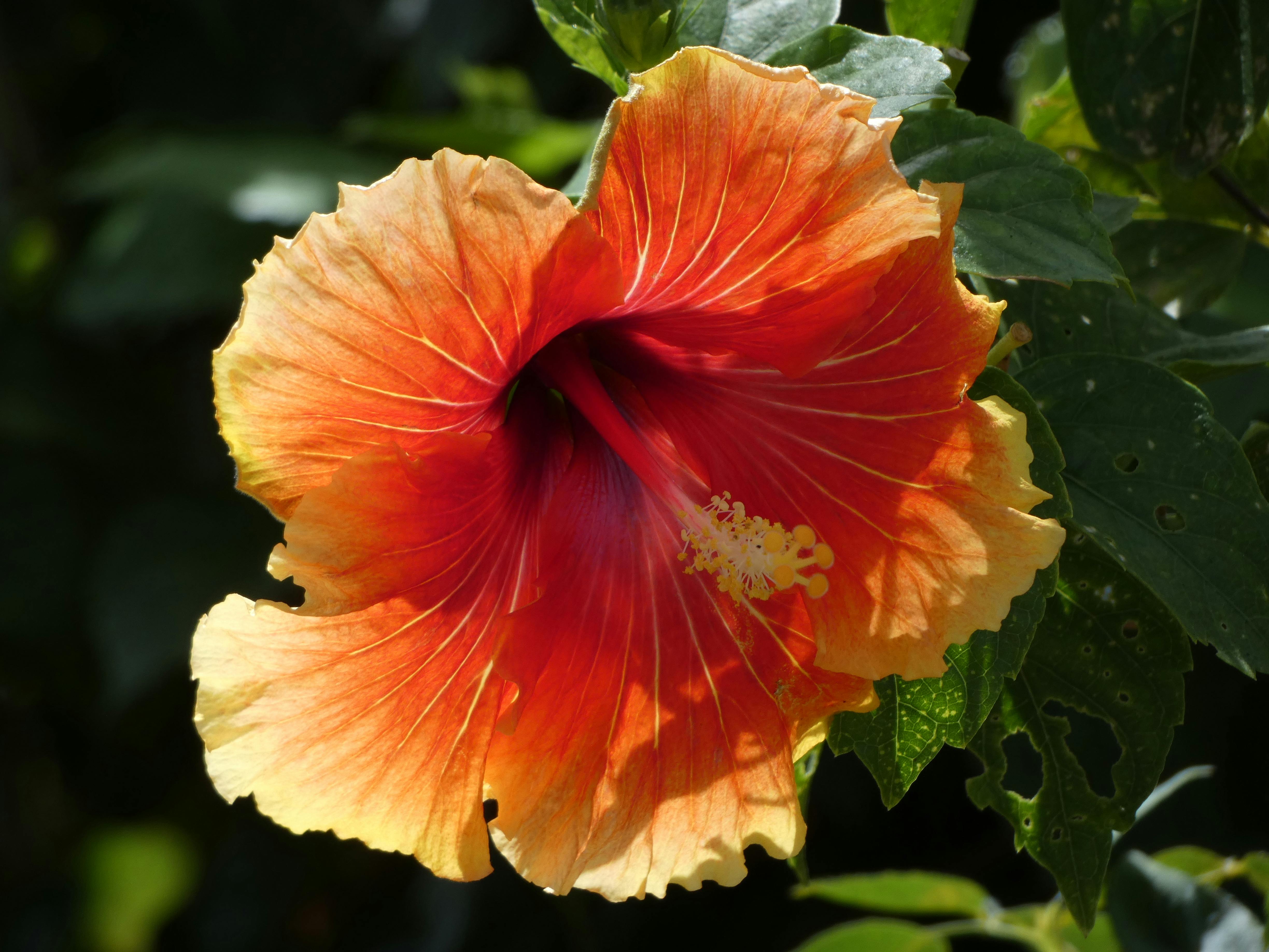Hibiscus · Free Stock Photo
