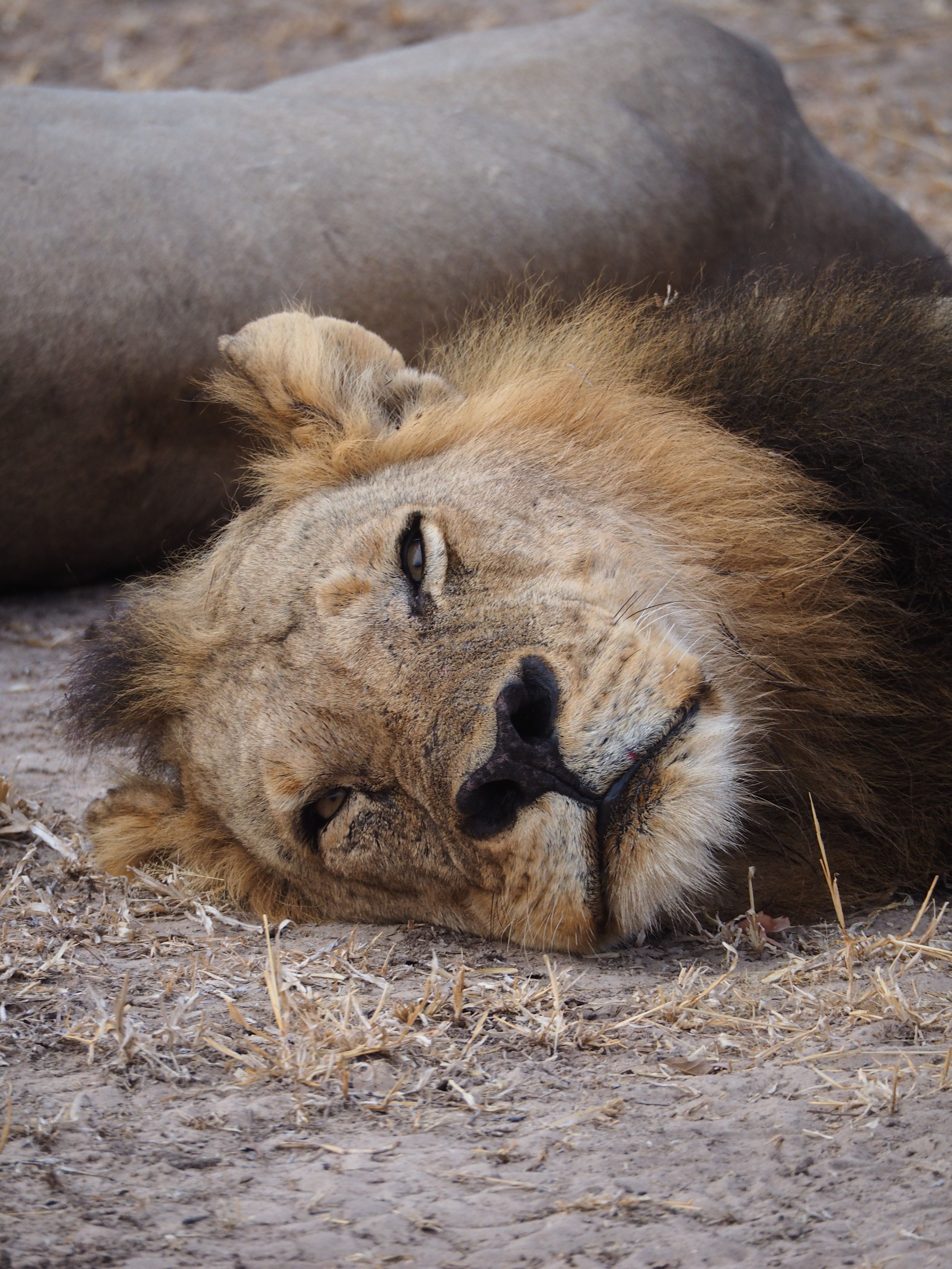 Lion In Wild Photos, Download The BEST Free Lion In Wild Stock Photos ...