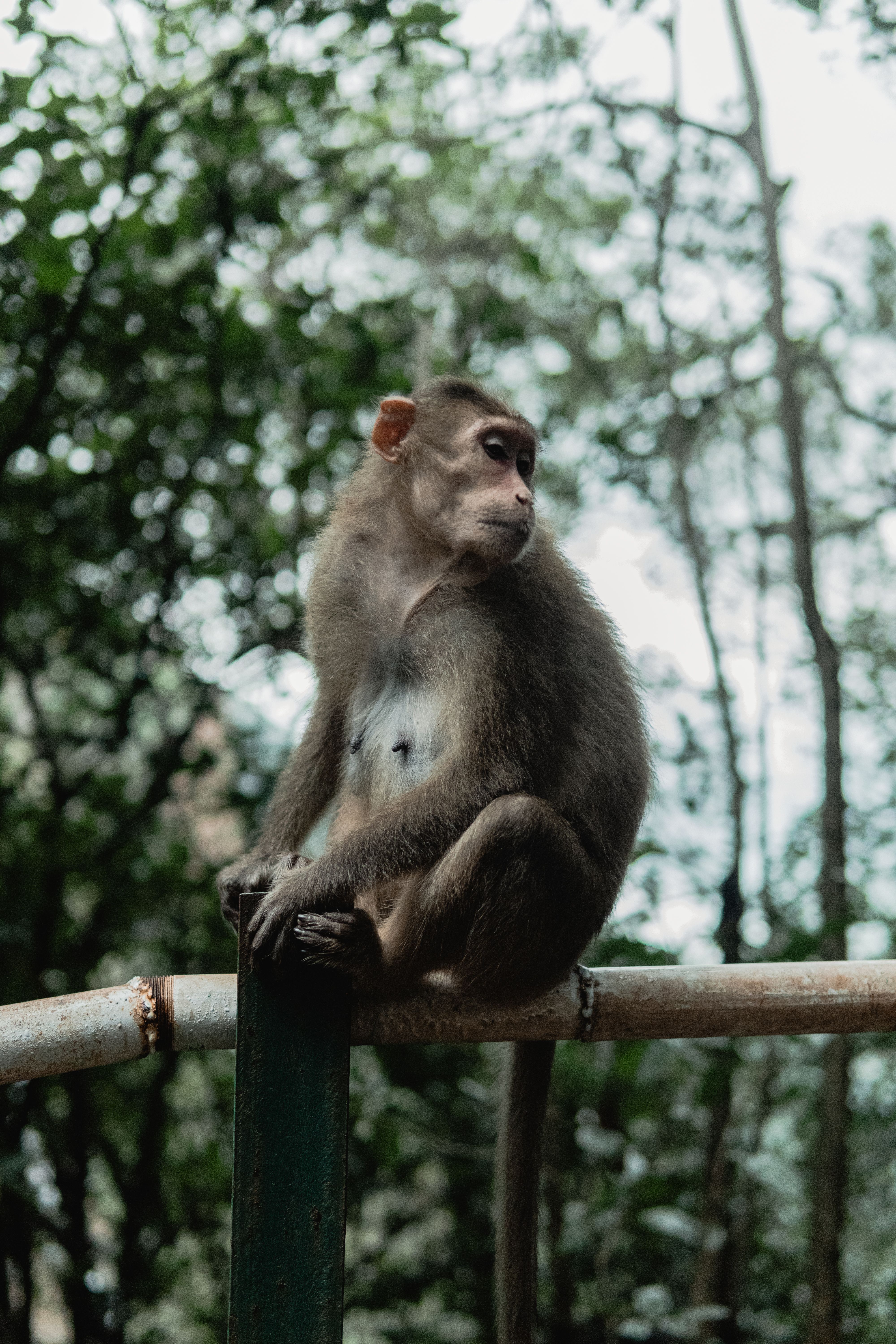 Shallow Focus Photography of Monkey on Tree · Free Stock Photo