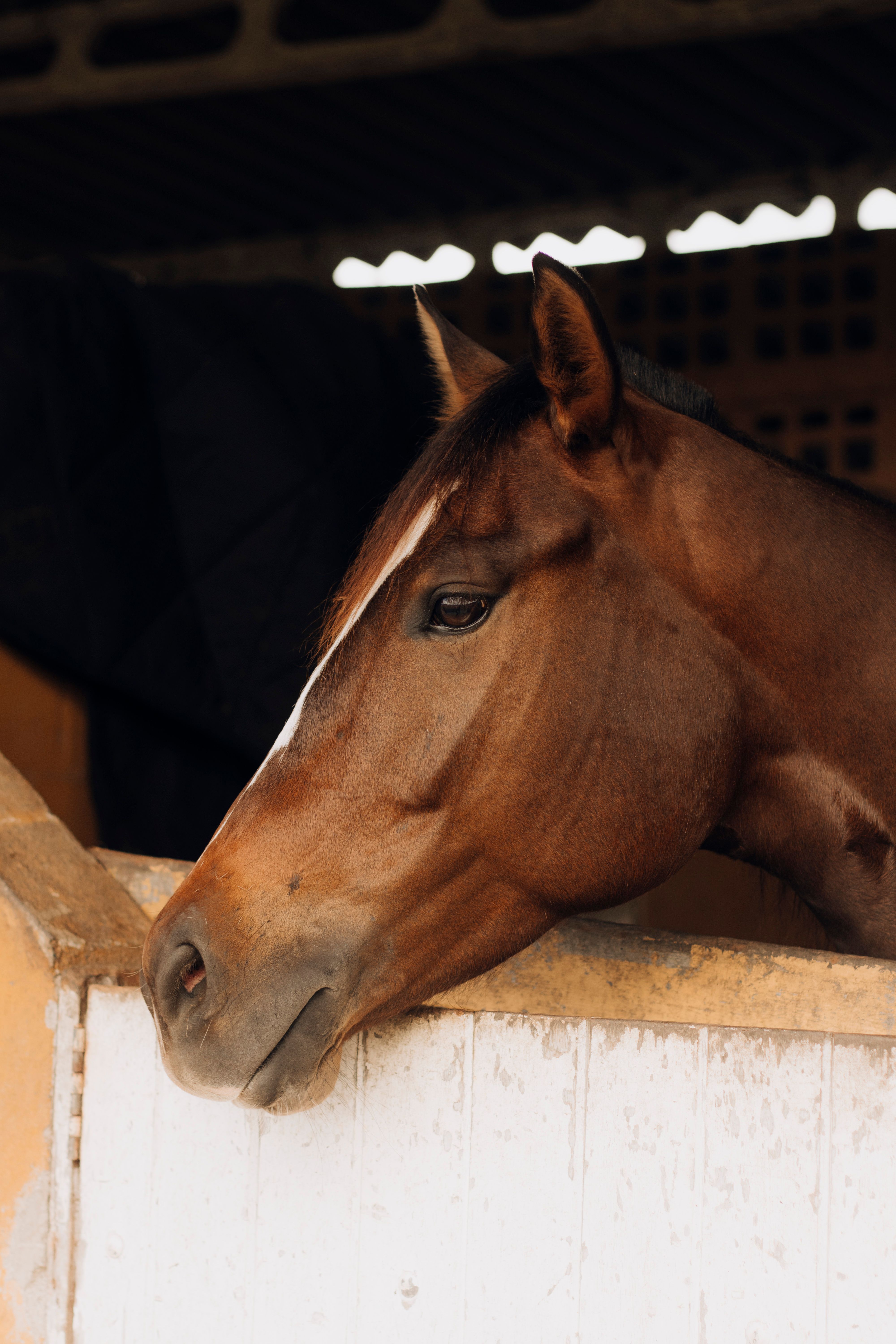 A horse looking over the side of a stall · Free Stock Photo