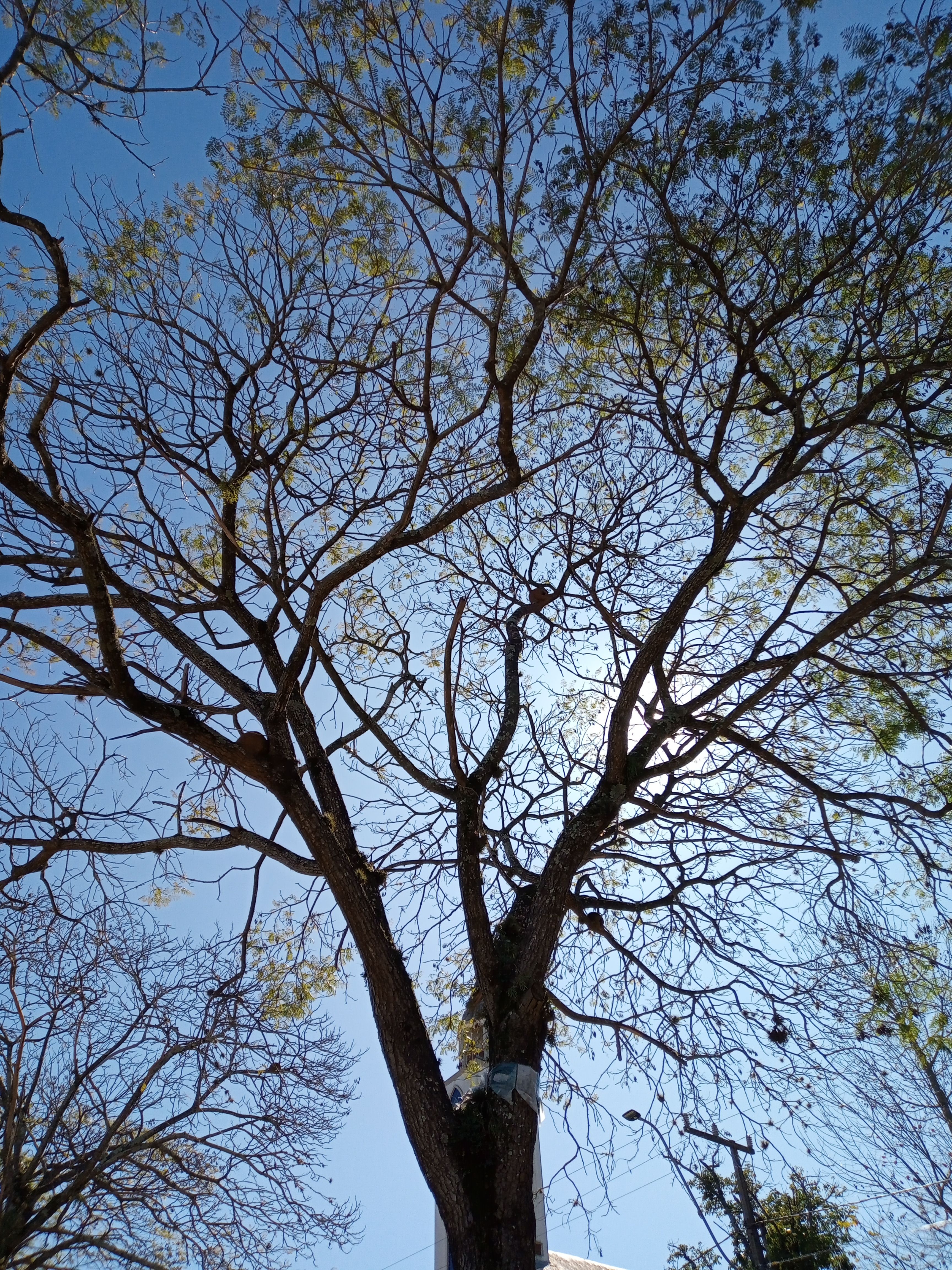 Arvore · Free Stock Photo