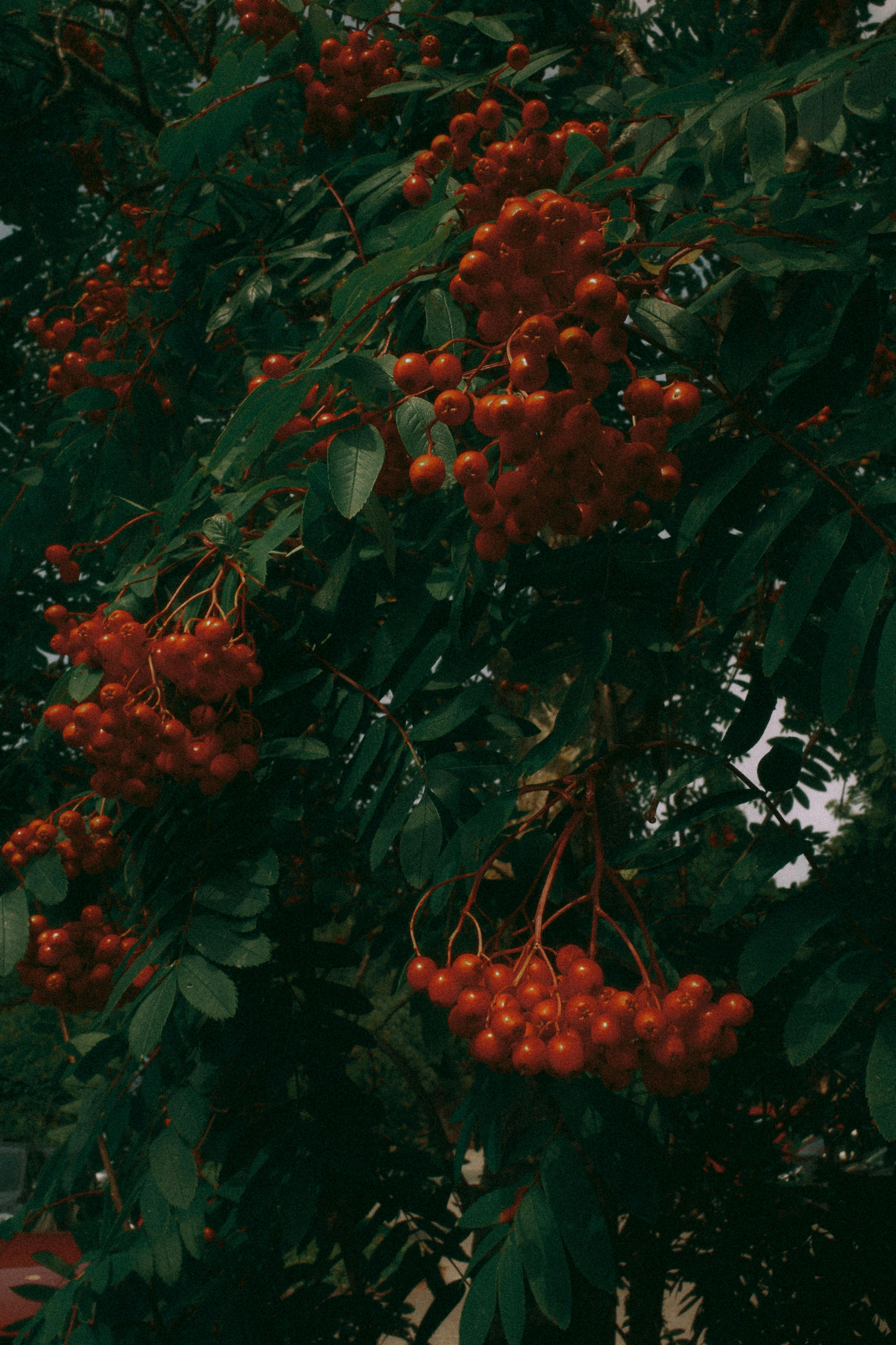 Photo gratuite de @extérieur, arbre, arbustes, automne, baie, baies ...