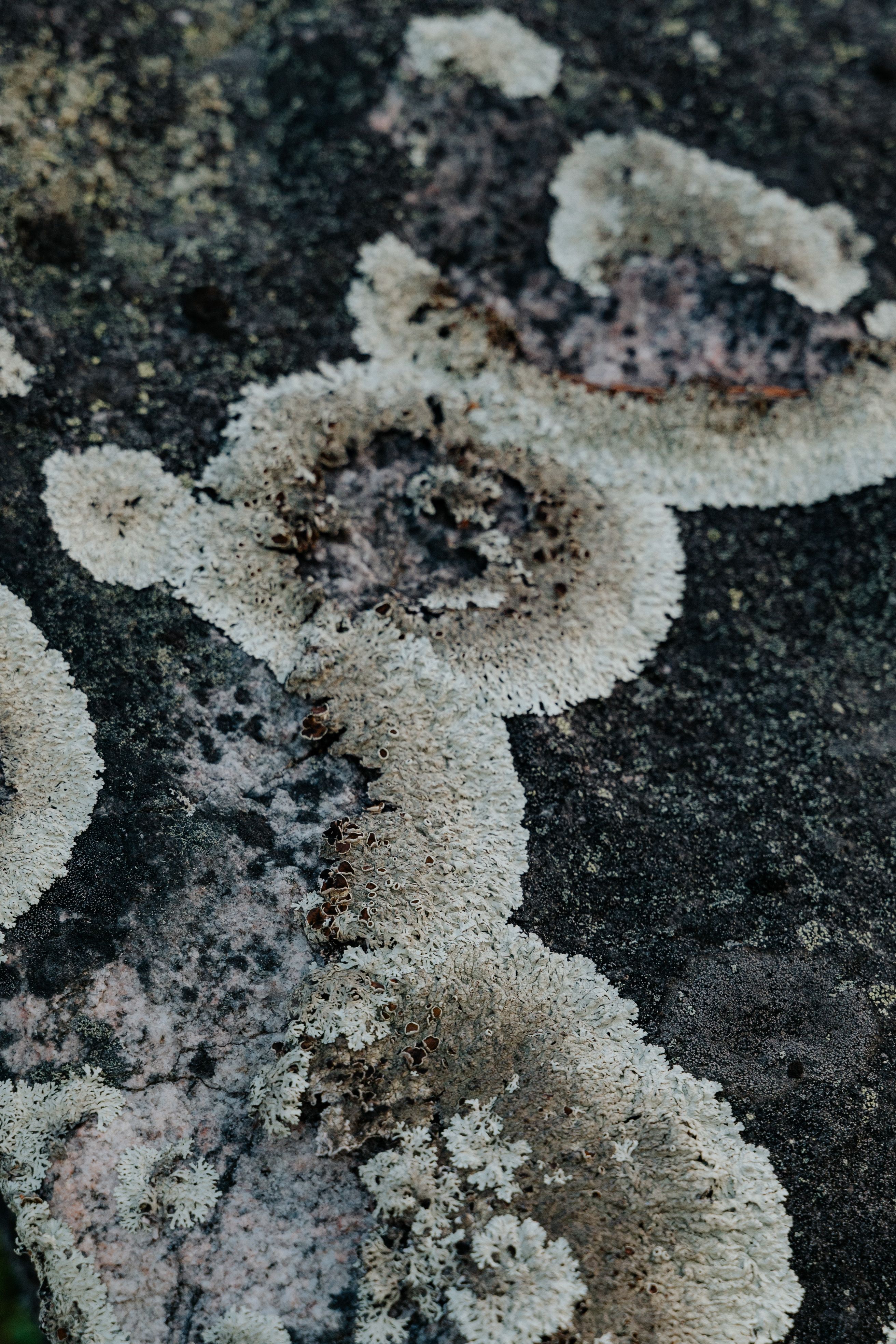 A close up of a lichen on a rock · Free Stock Photo