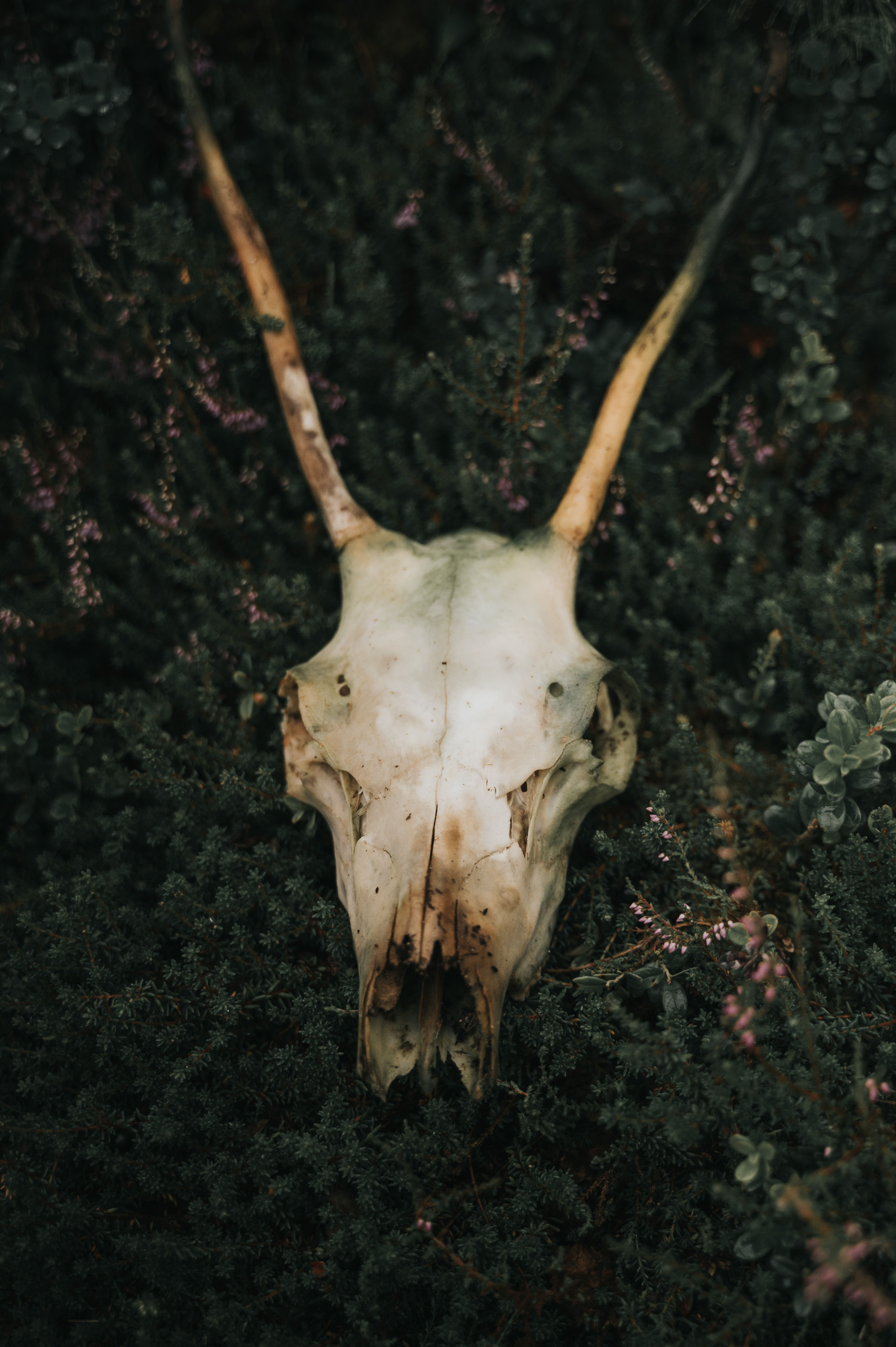 A skull with horns lying on the ground · Free Stock Photo