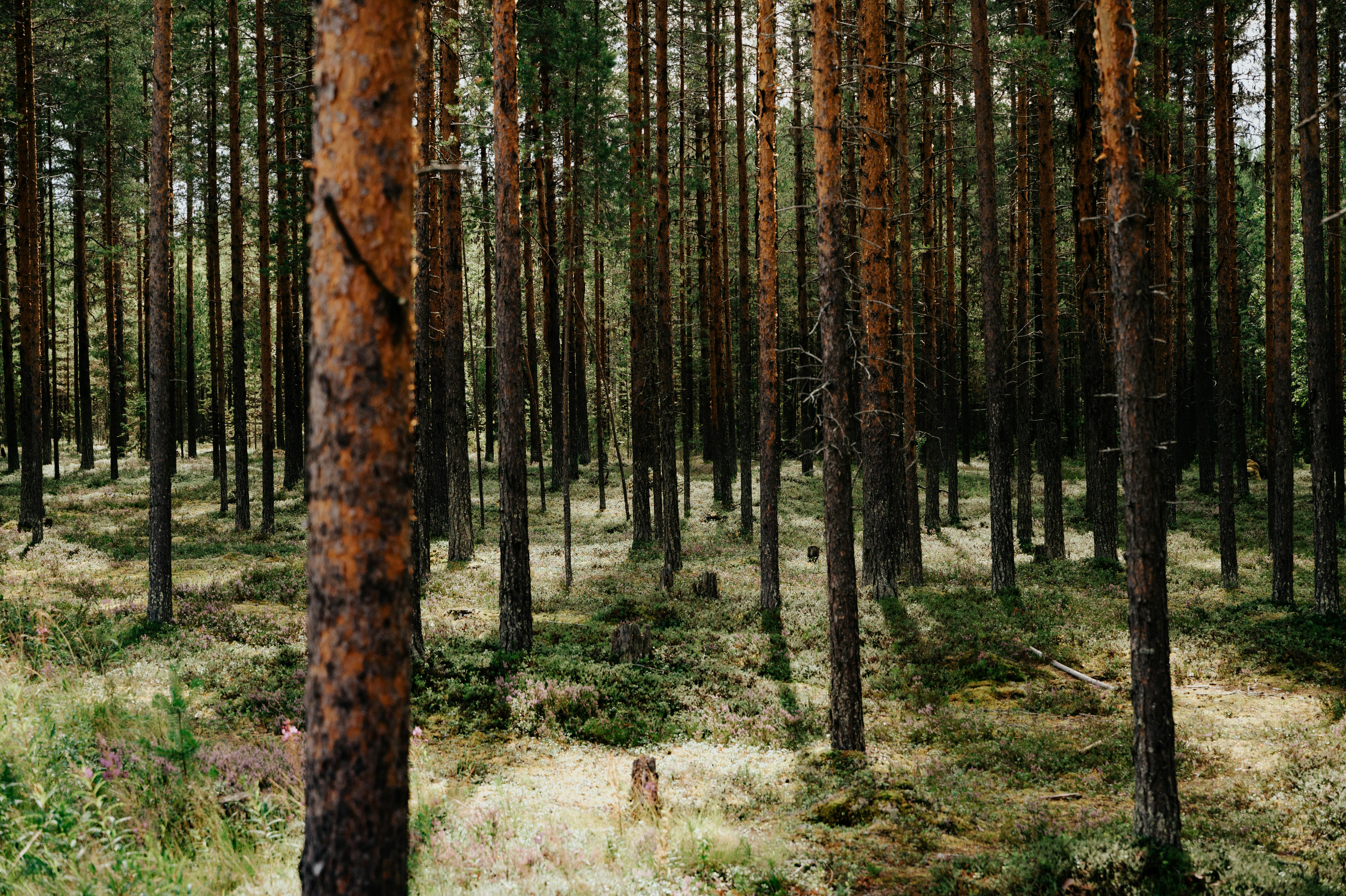 Two Bare Trees · Free Stock Photo