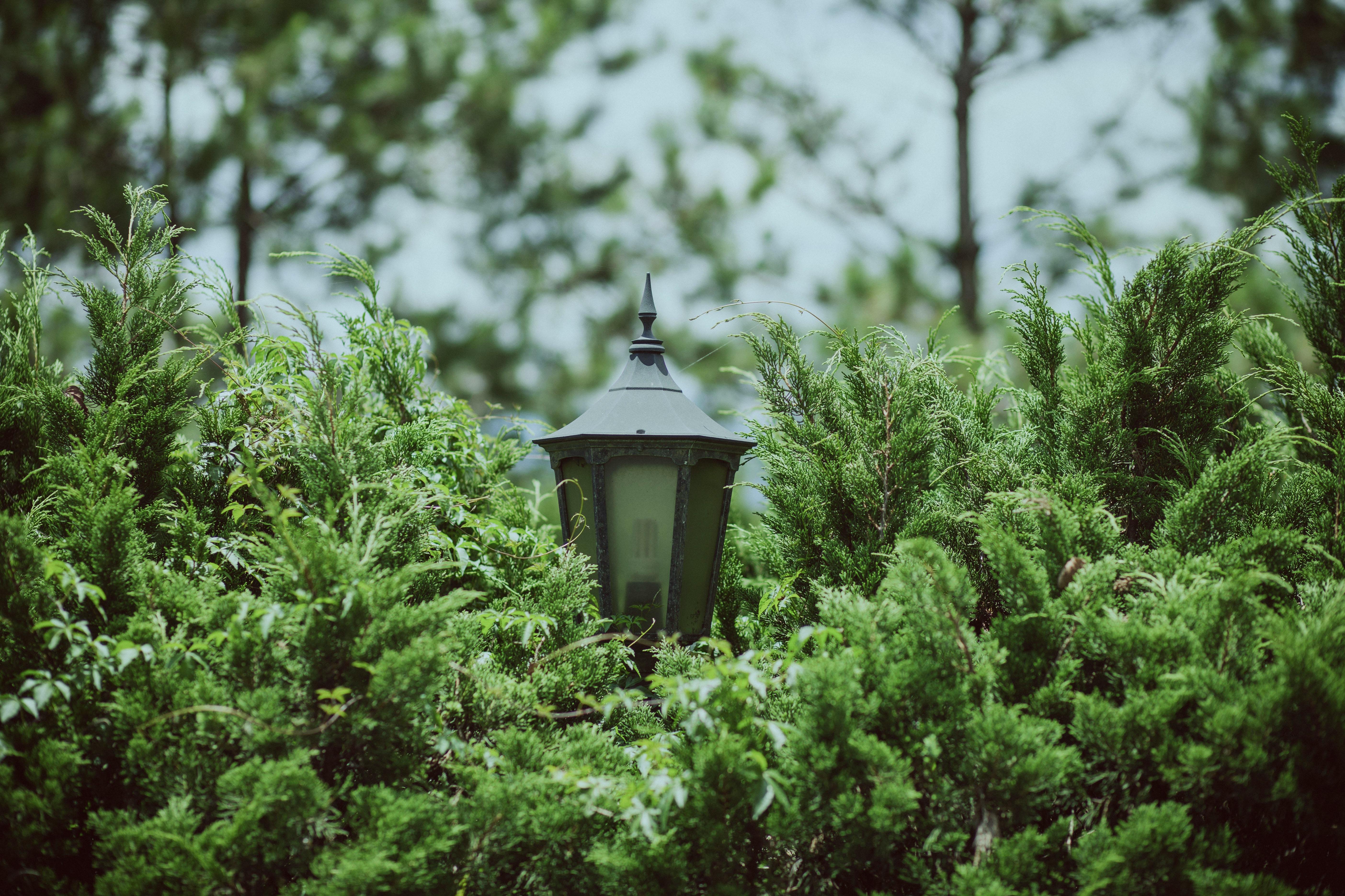 Black Street Lamps · Free Stock Photo
