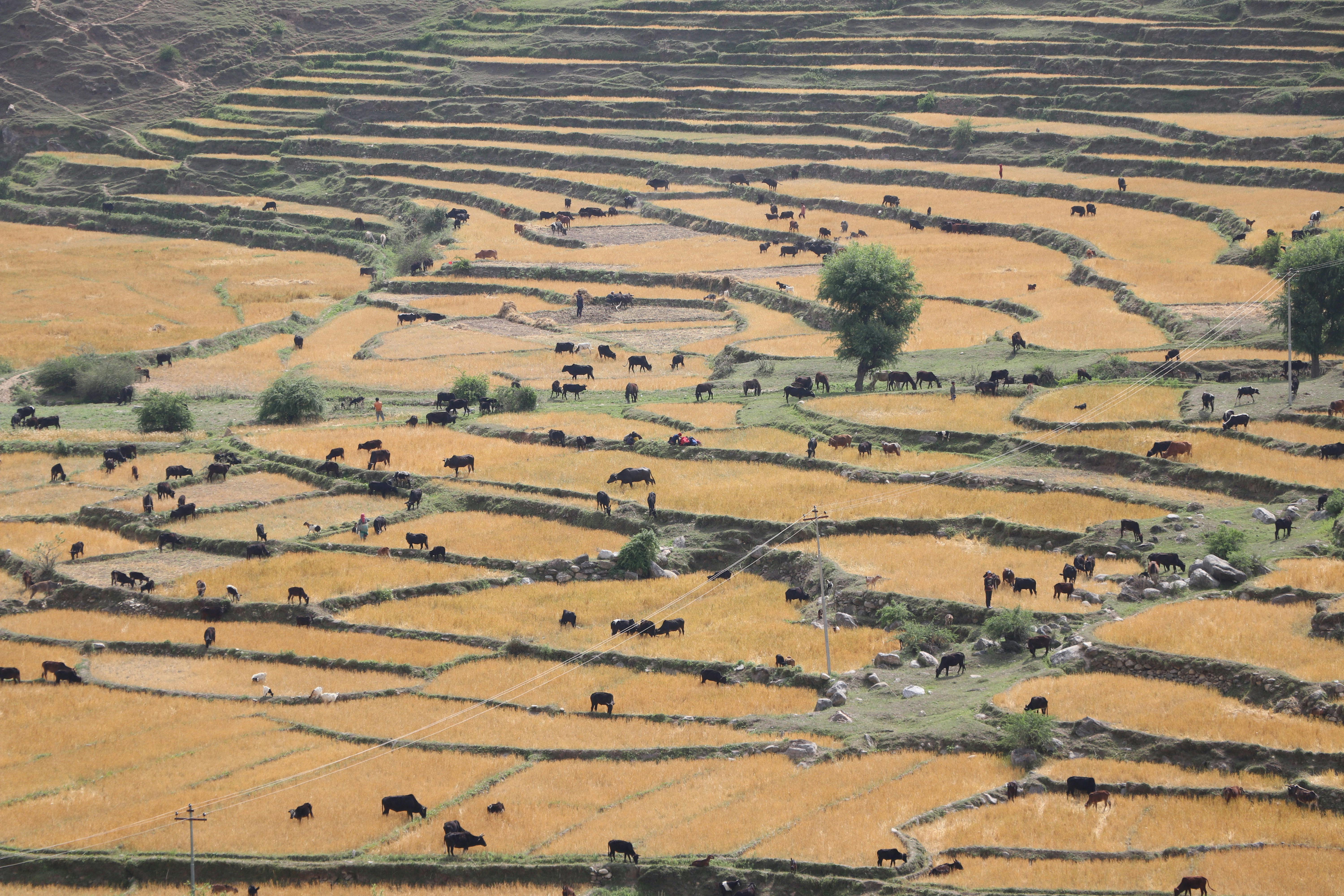 the raaz photojourney - Photography