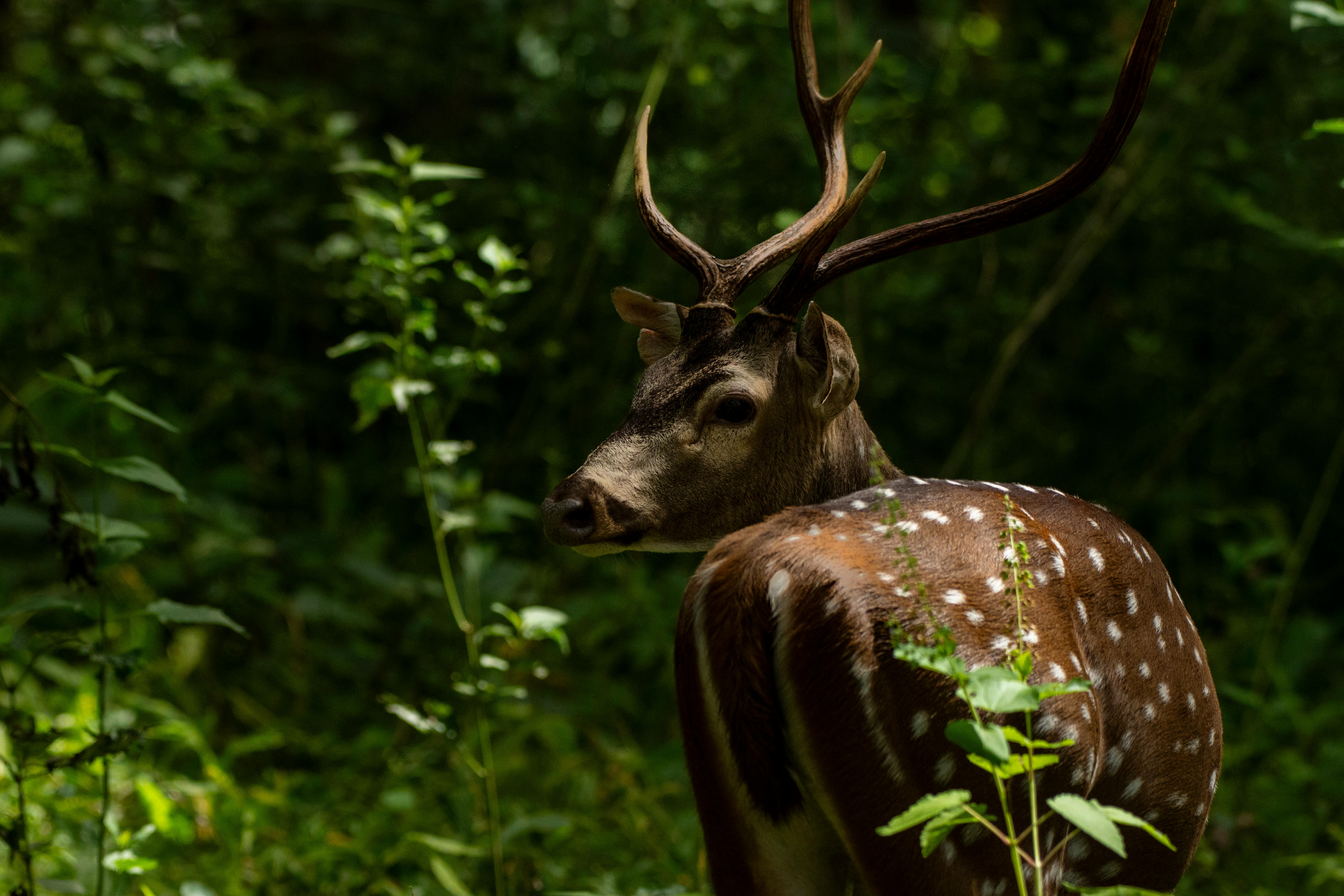 Spotted deer · Free Stock Photo
