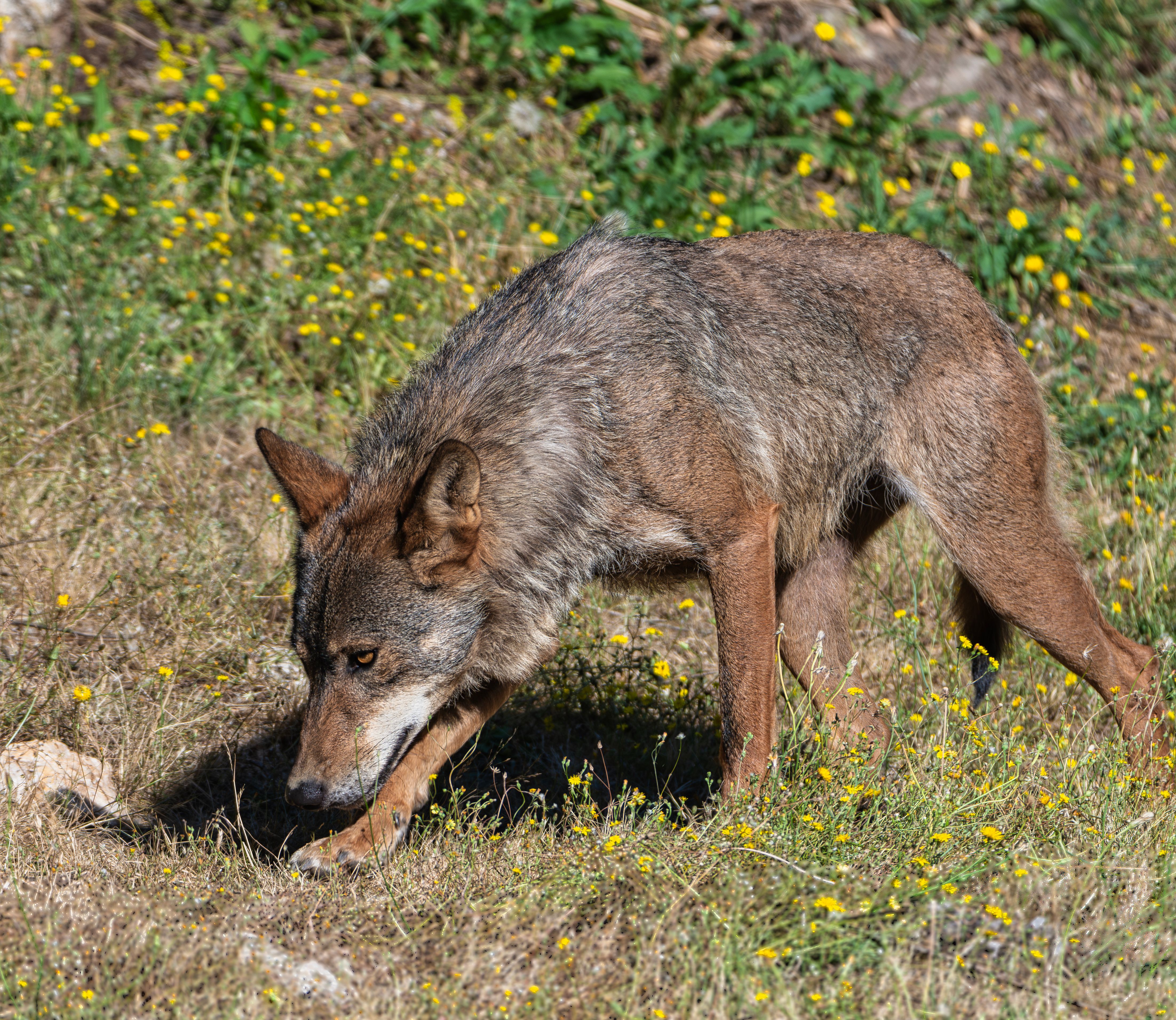 Wild Wolf in Natural Habitat Outdoors · Free Stock Photo