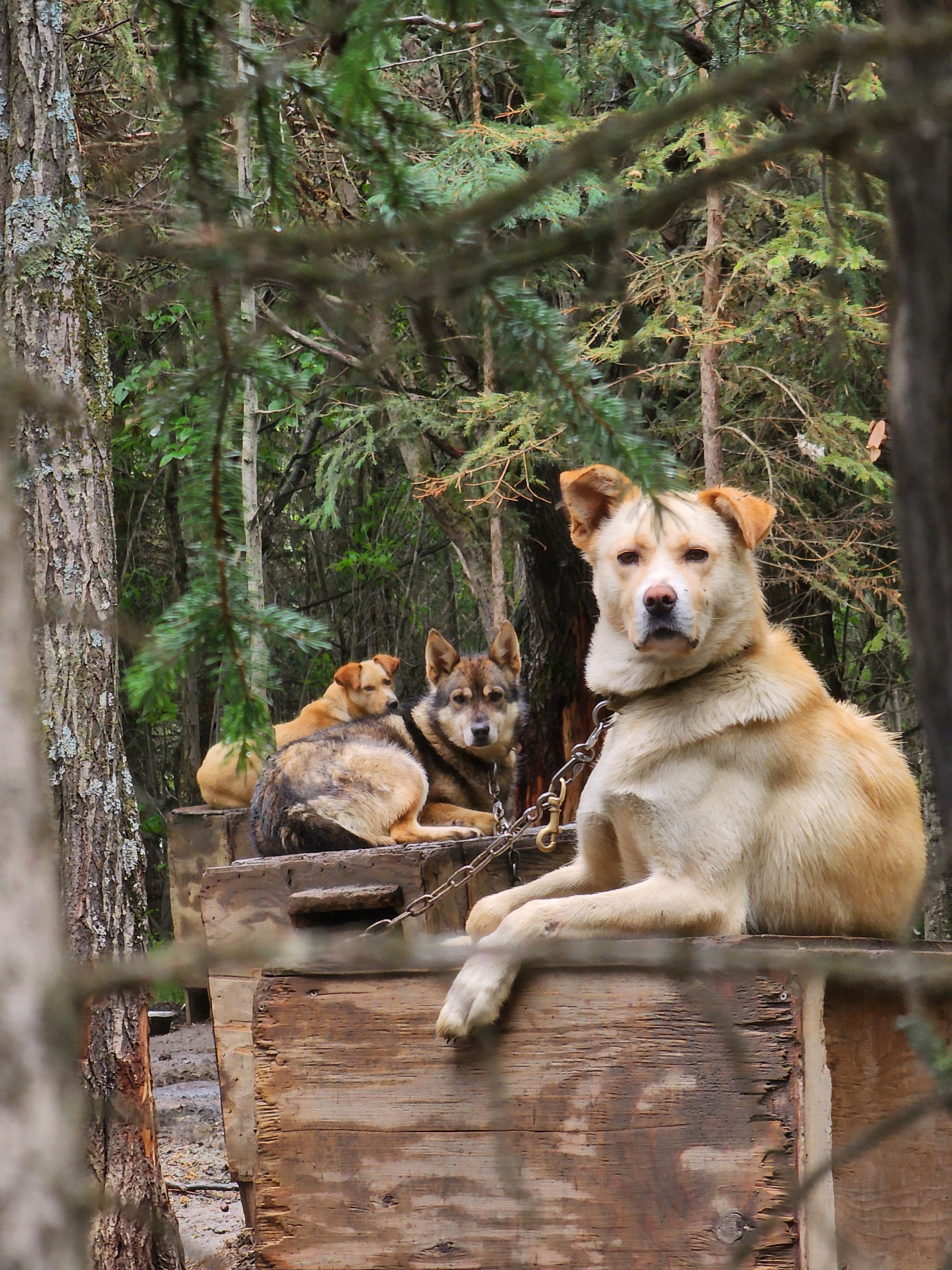A group of dogs sitting on top of a wooden box · Free Stock Photo