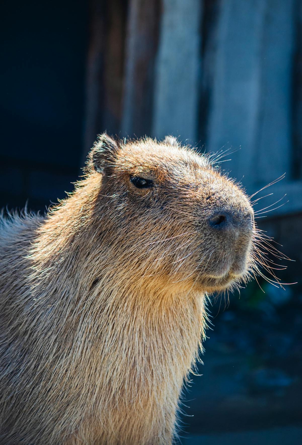 Background Capybara Photos, Download The BEST Free Background Capybara ...