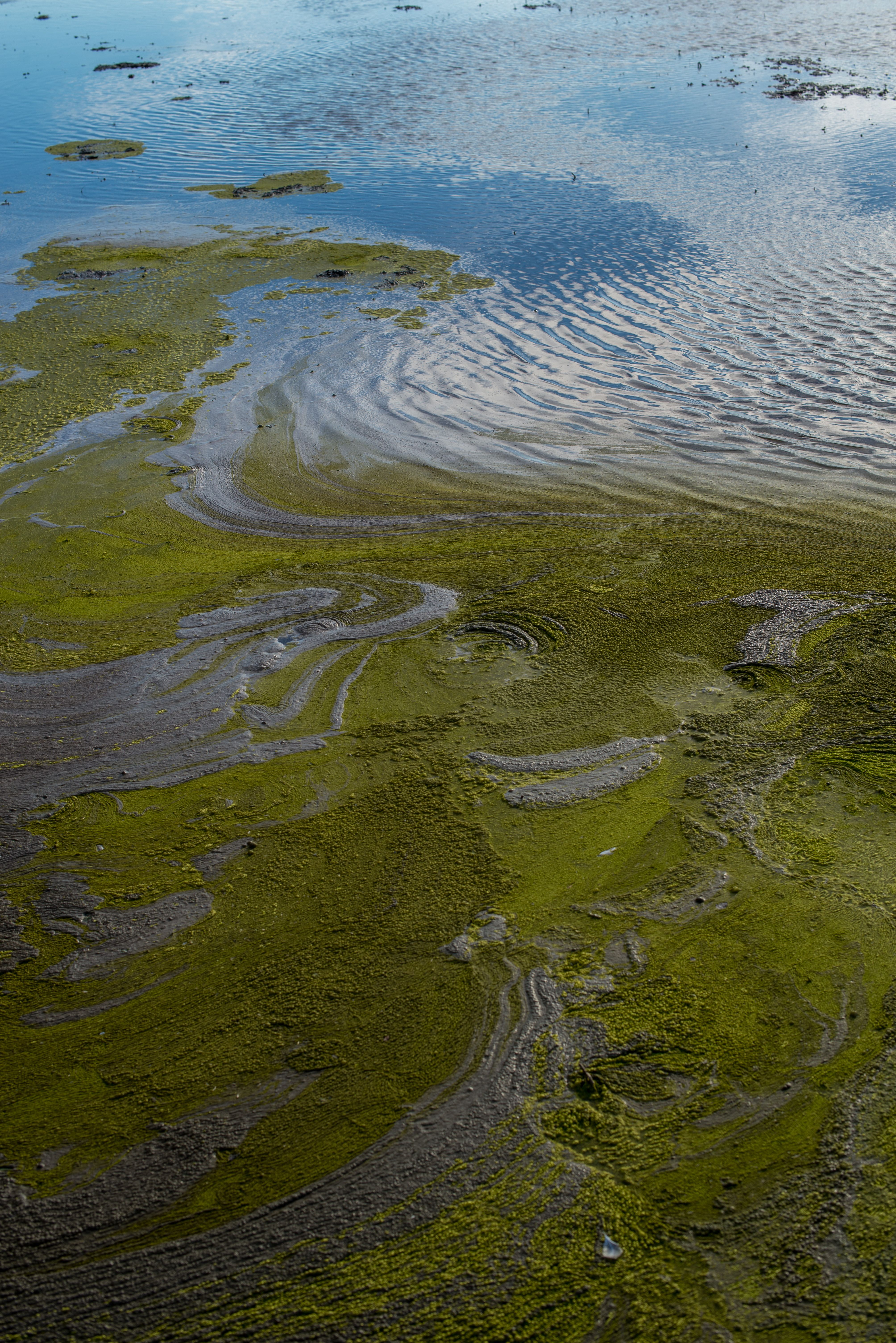 Algae Texture Photos, Download The BEST Free Algae Texture Stock Photos ...