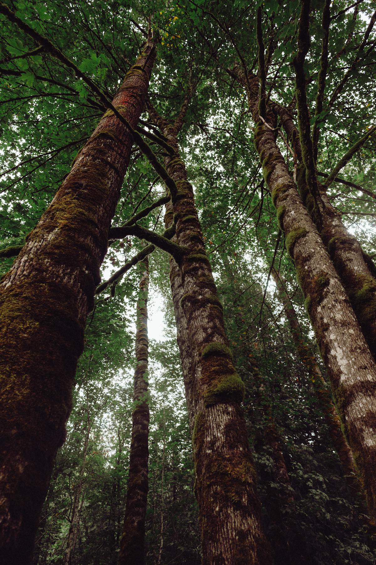 Redwood Hyperion Tree Photos, Download The BEST Free Redwood Hyperion ...