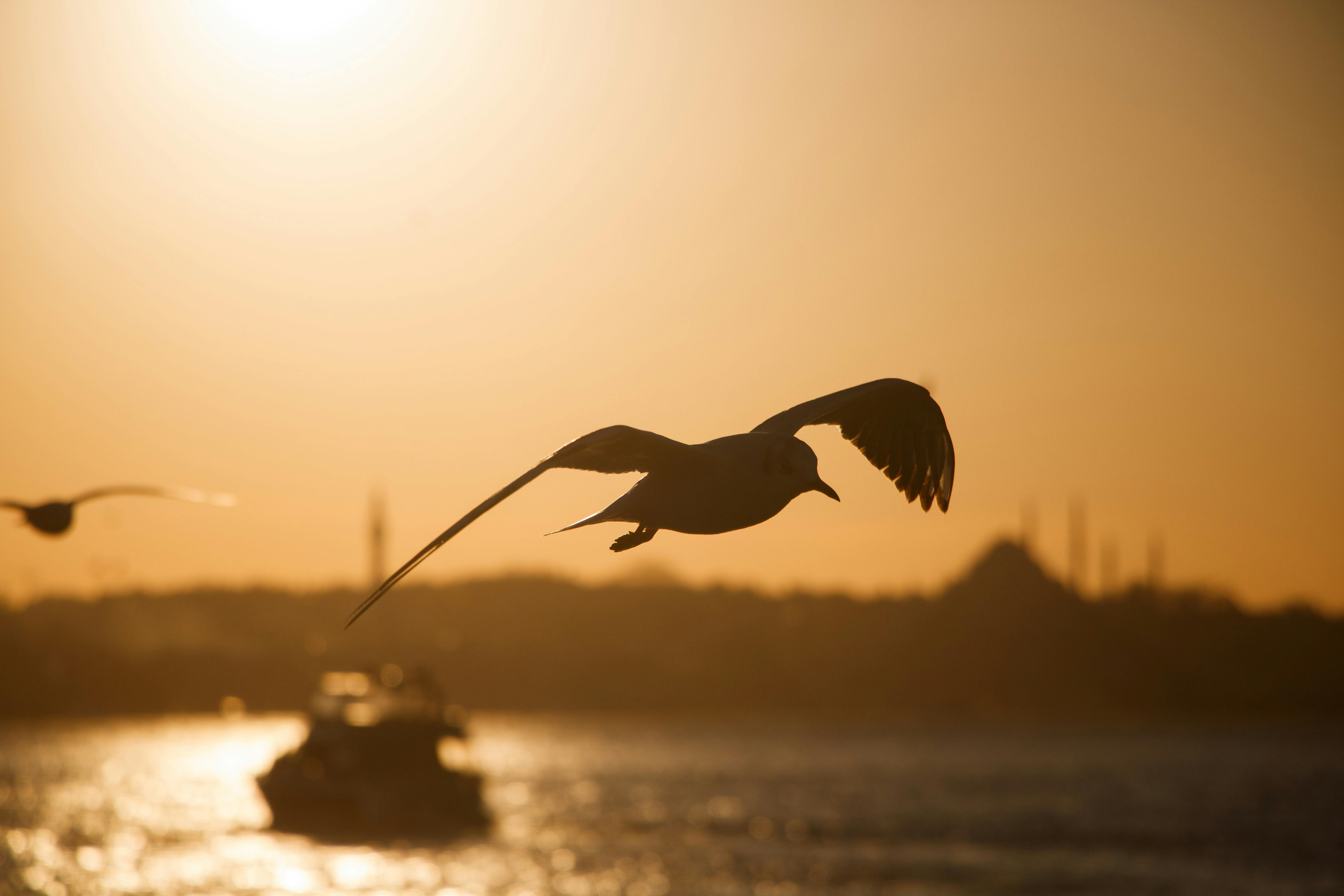 Bird Shadow Photos, Download The BEST Free Bird Shadow Stock Photos ...