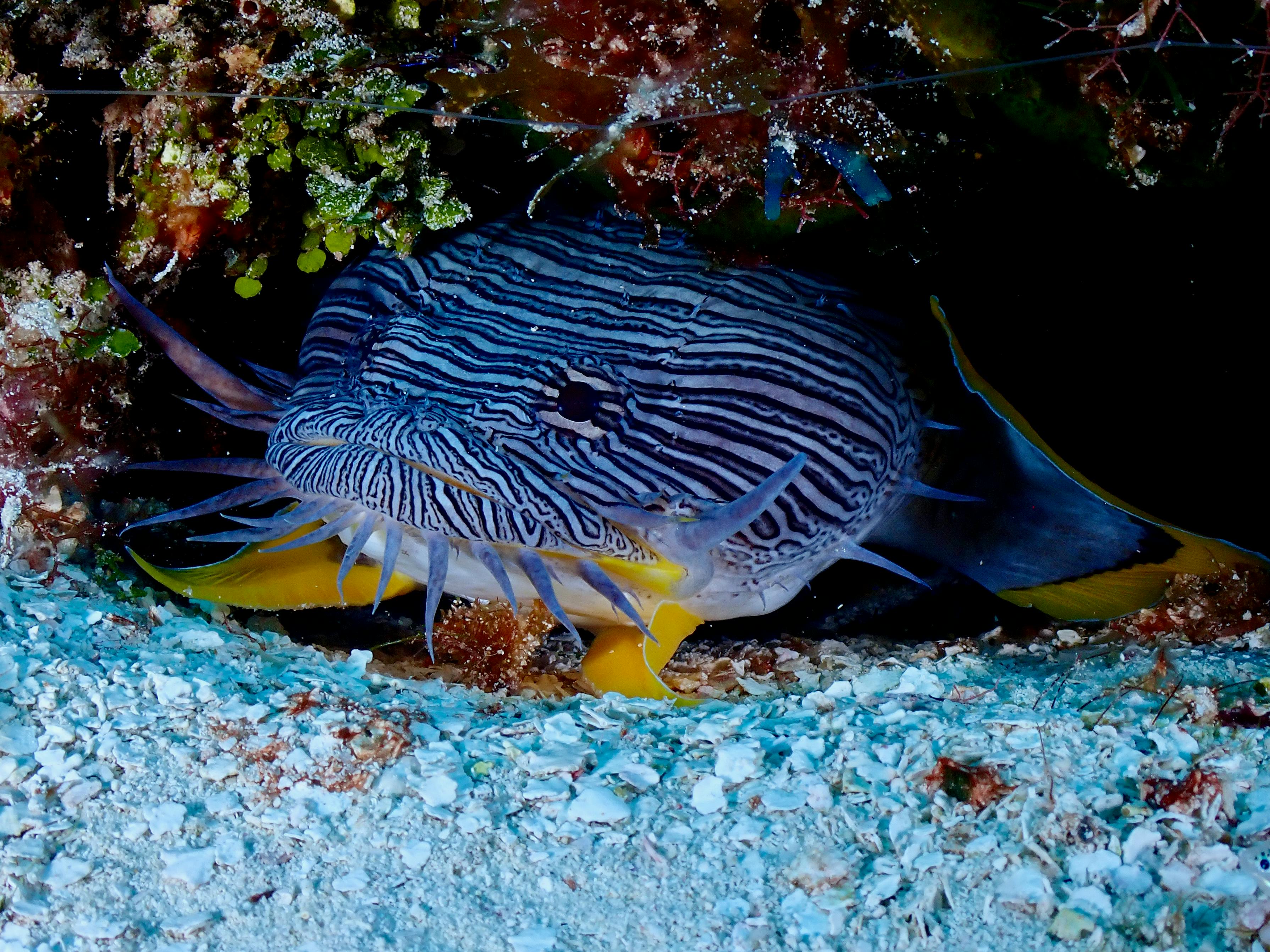Splendid Toadfish · Free Stock Photo