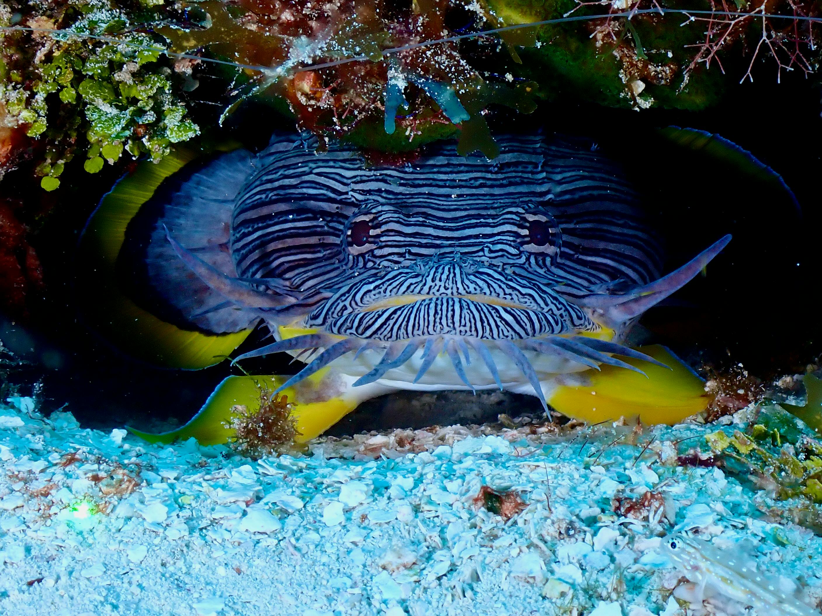 Splendid Toadfish · Free Stock Photo