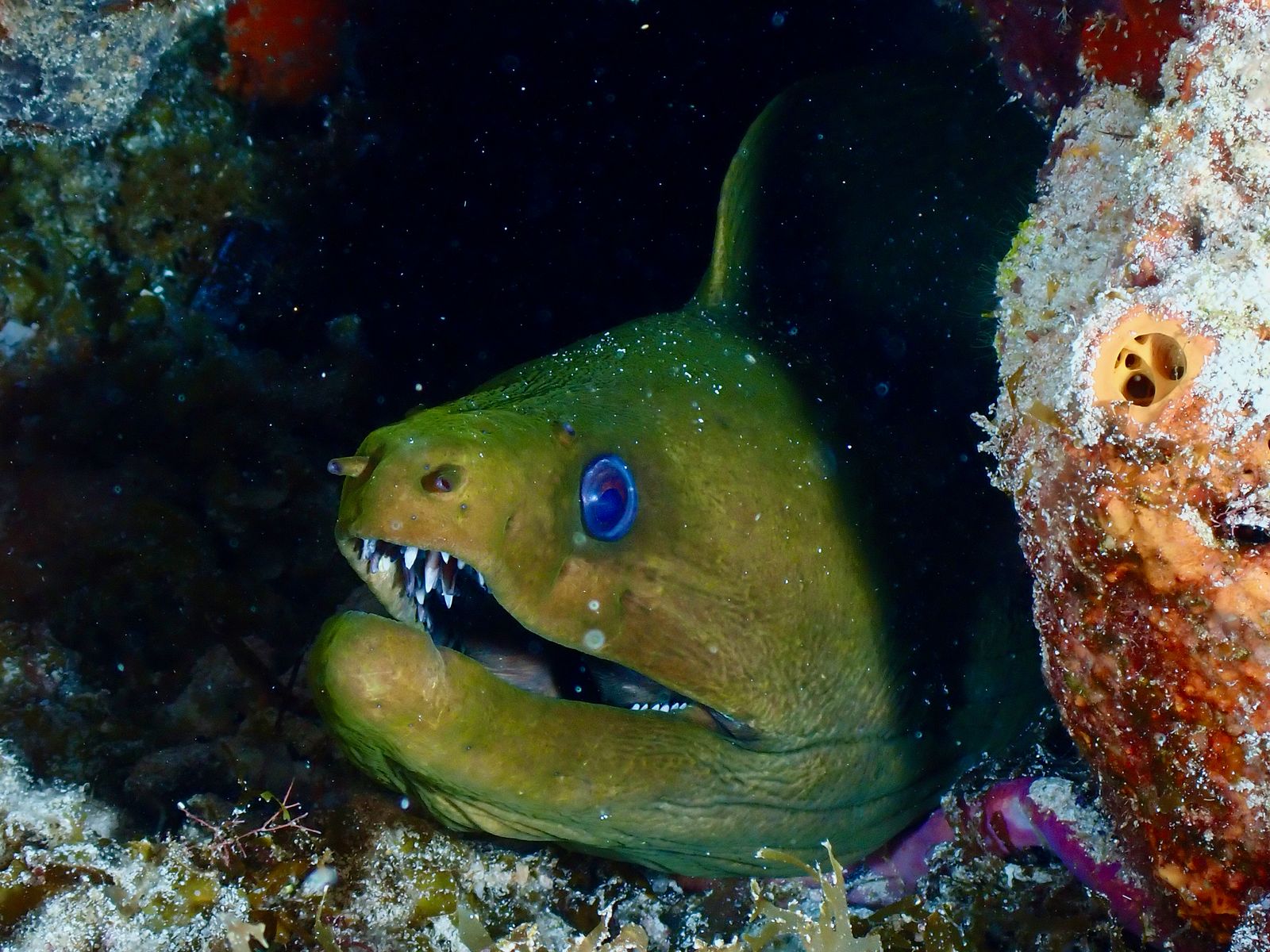 Eel Photos, Download The BEST Free Eel Stock Photos & HD Images