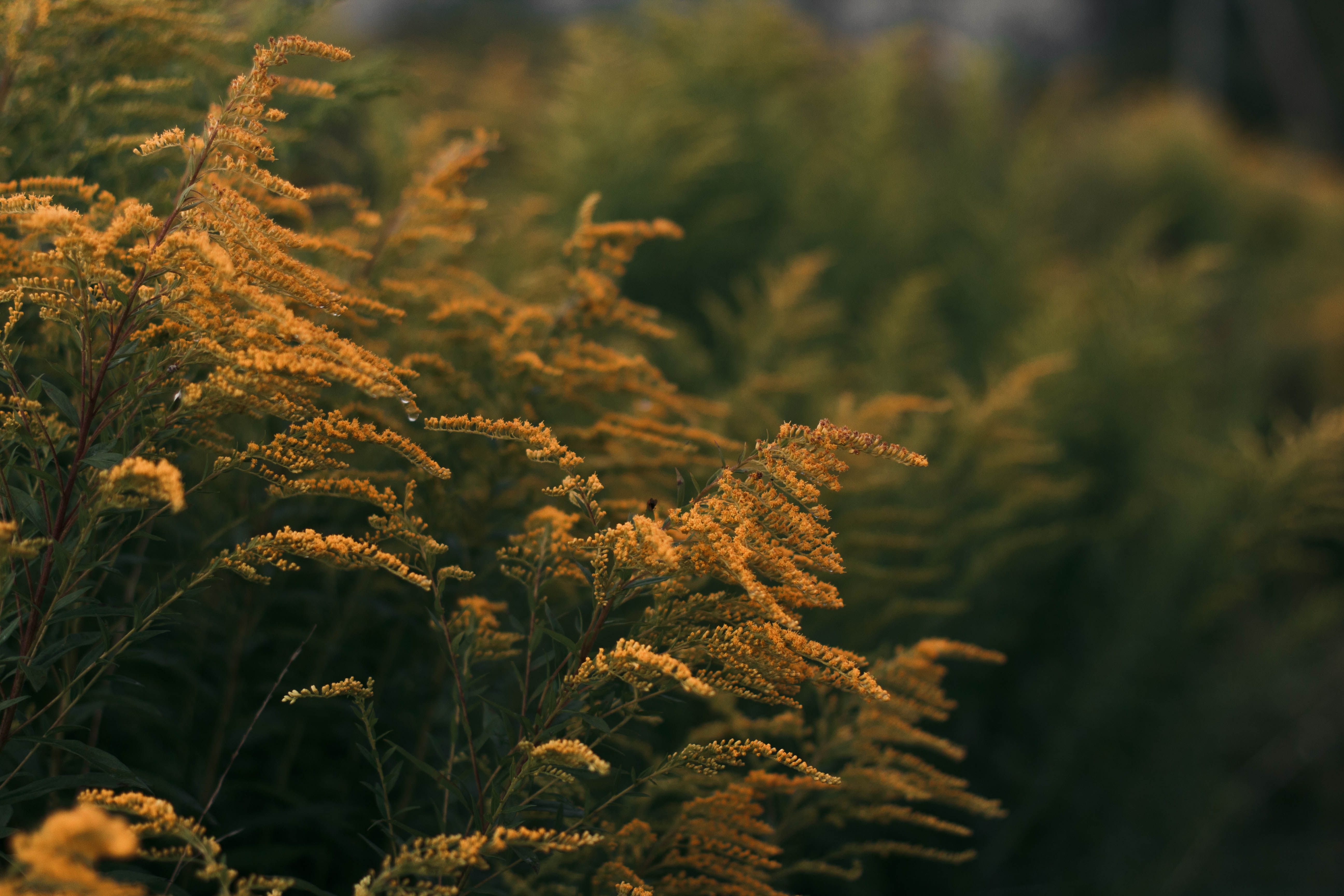 Brown Leaf Plants · Free Stock Photo