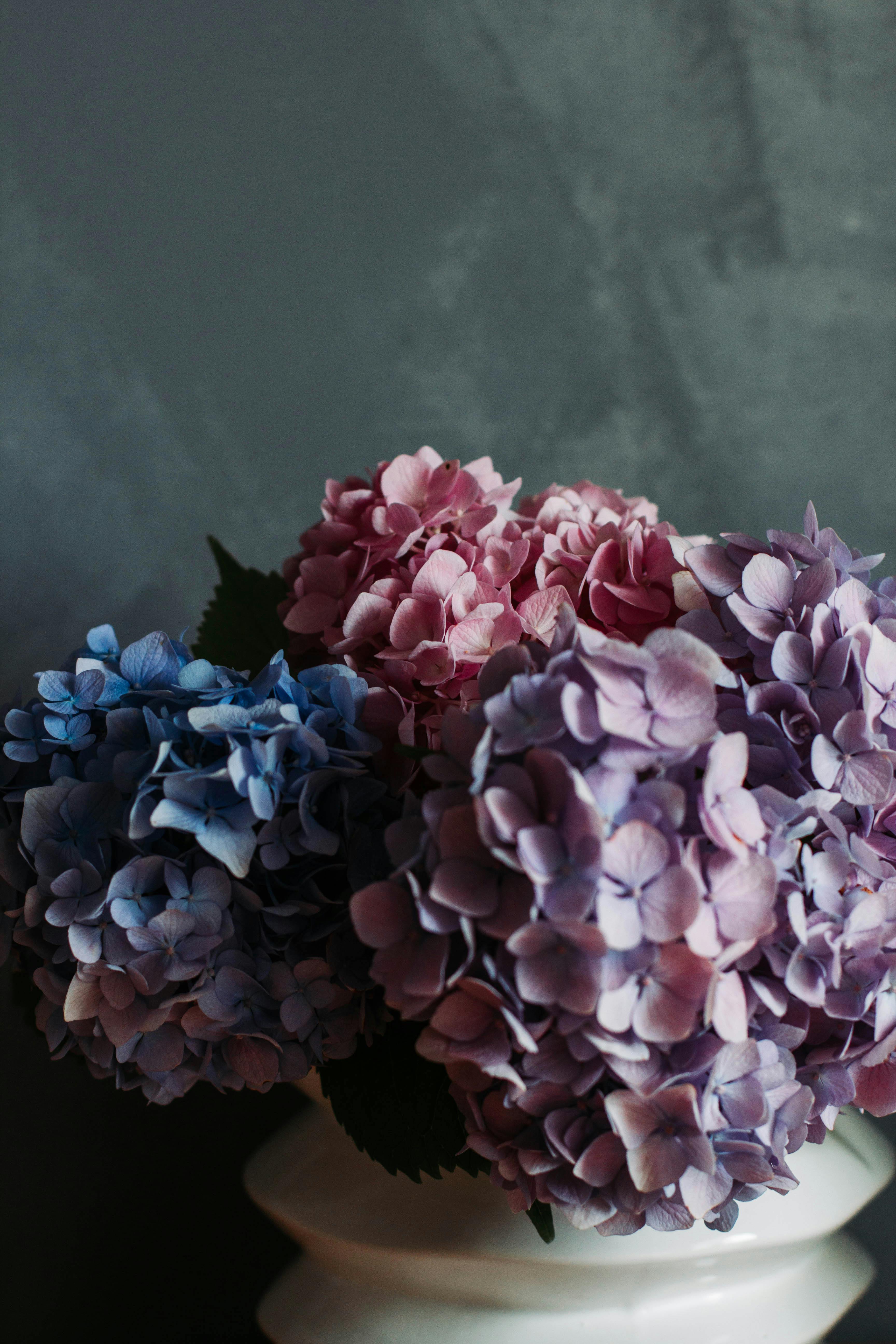Multi-colored Hydrangeas · Free Stock Photo