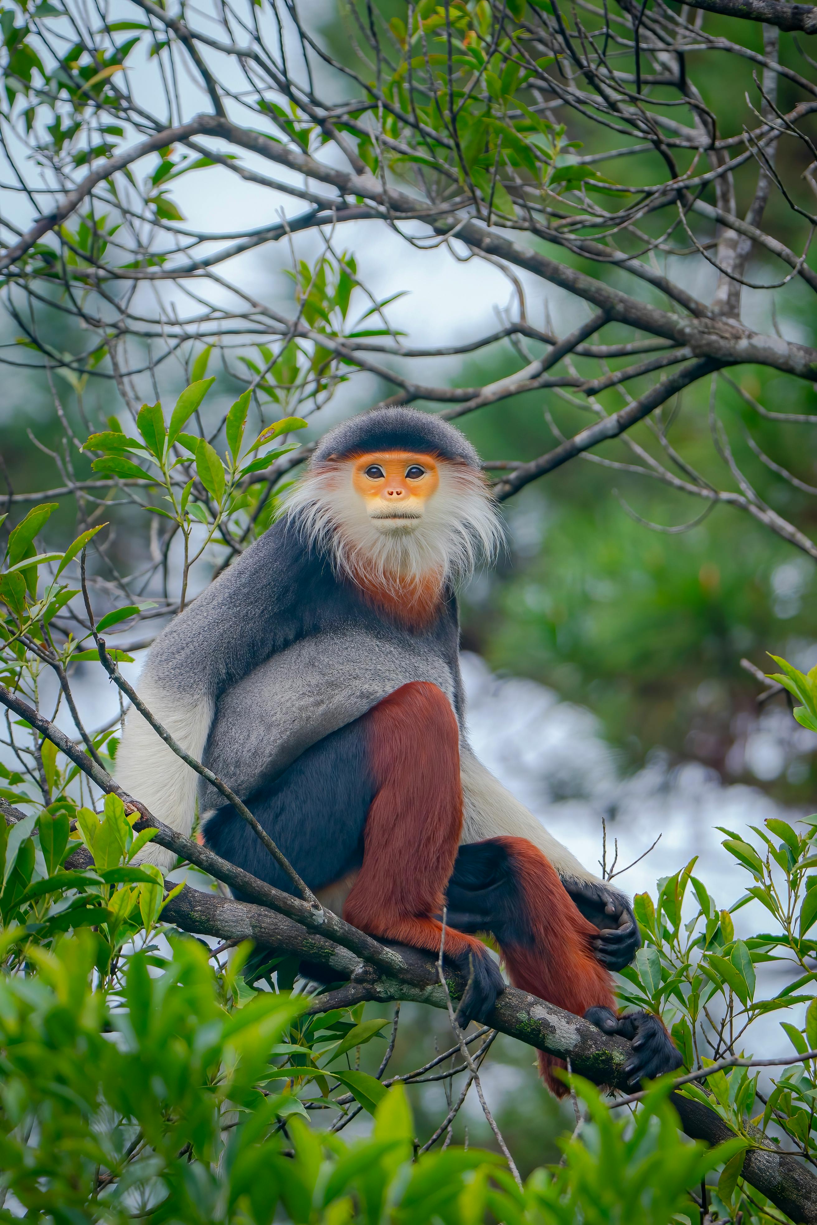 Red-shanked đouc langur · Free Stock Photo