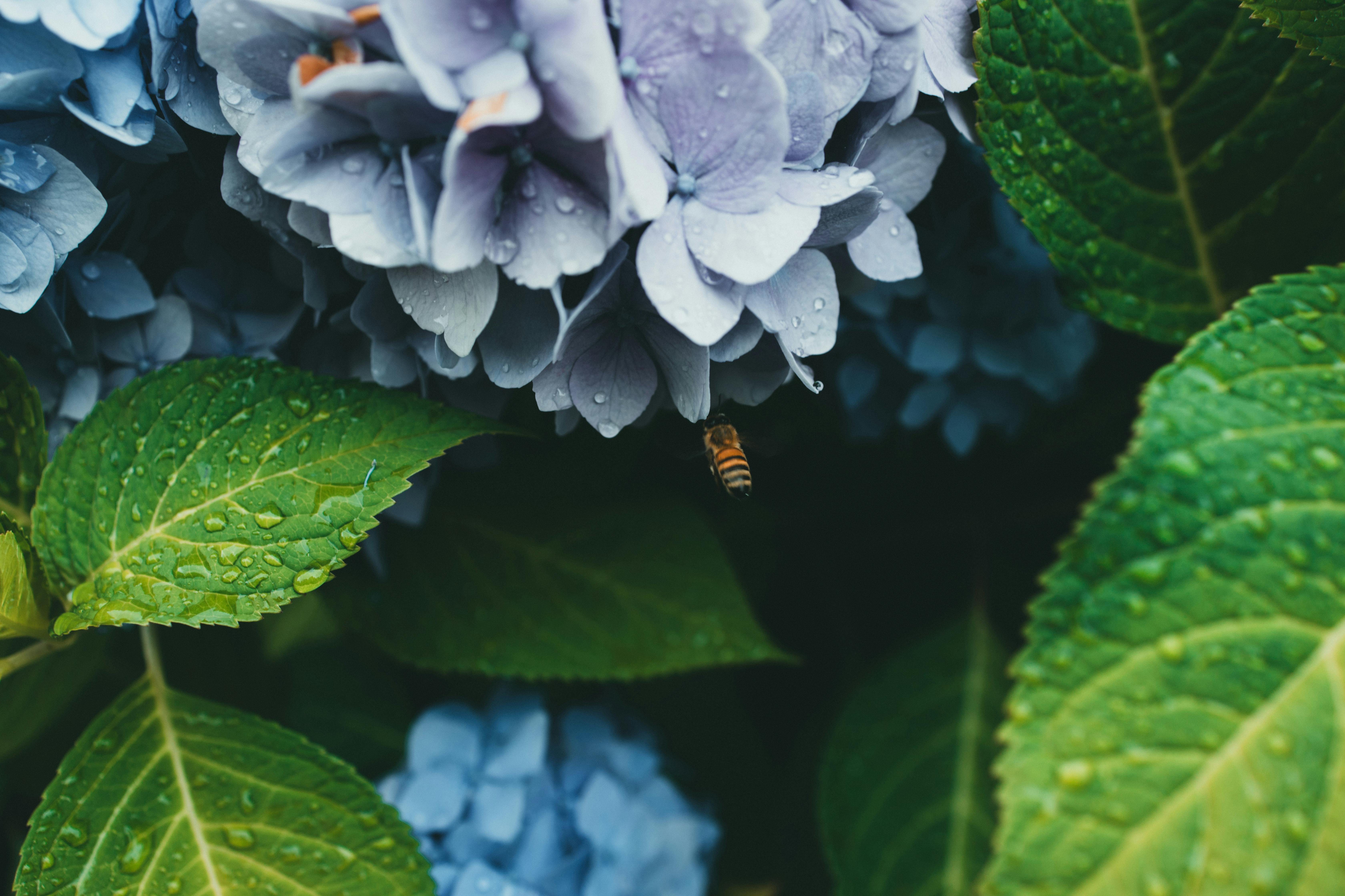 Hydrangea Close Up Photos, Download The BEST Free Hydrangea Close Up ...