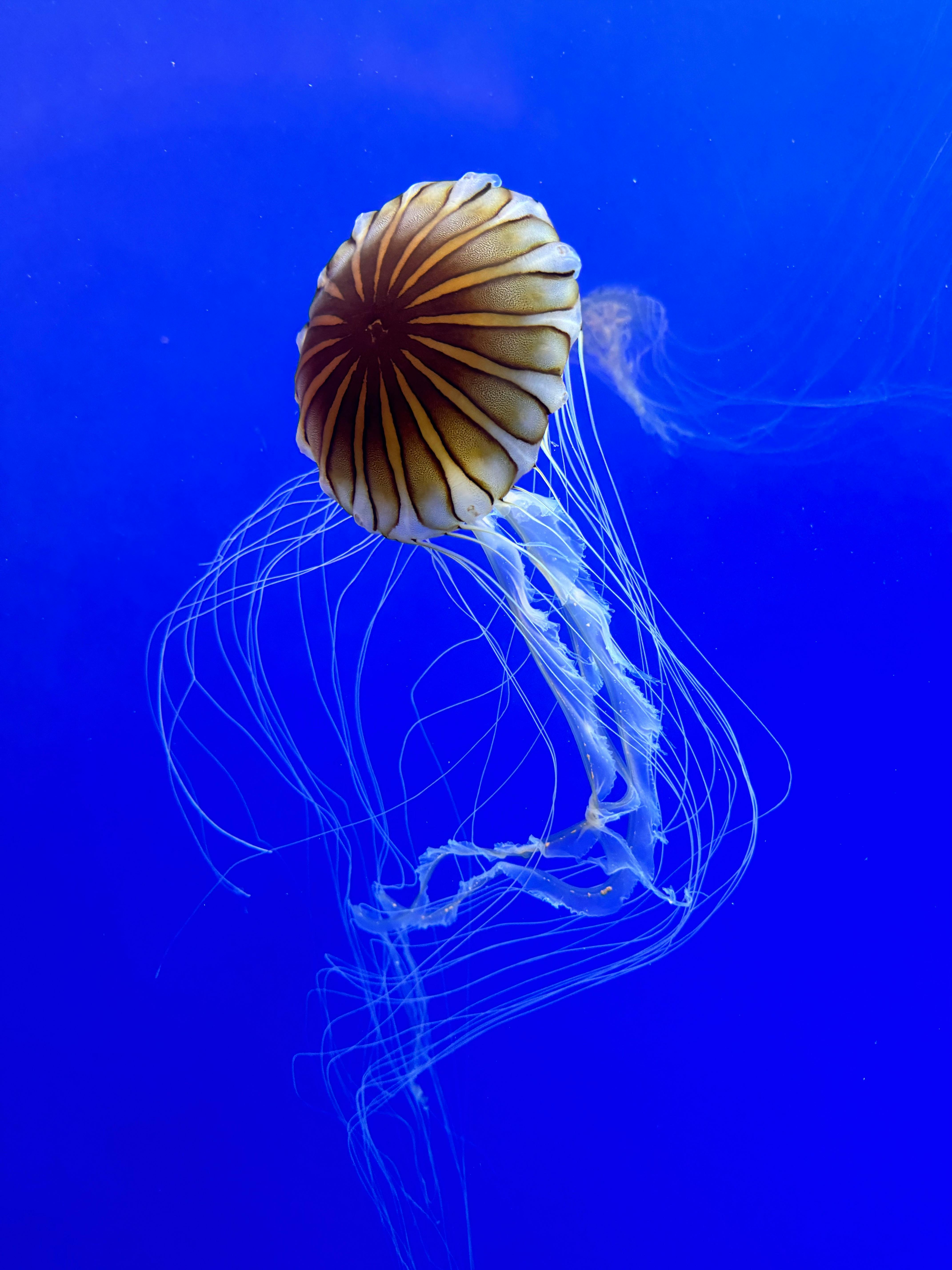 Close Up Photo of Jellyfish Underwater · Free Stock Photo