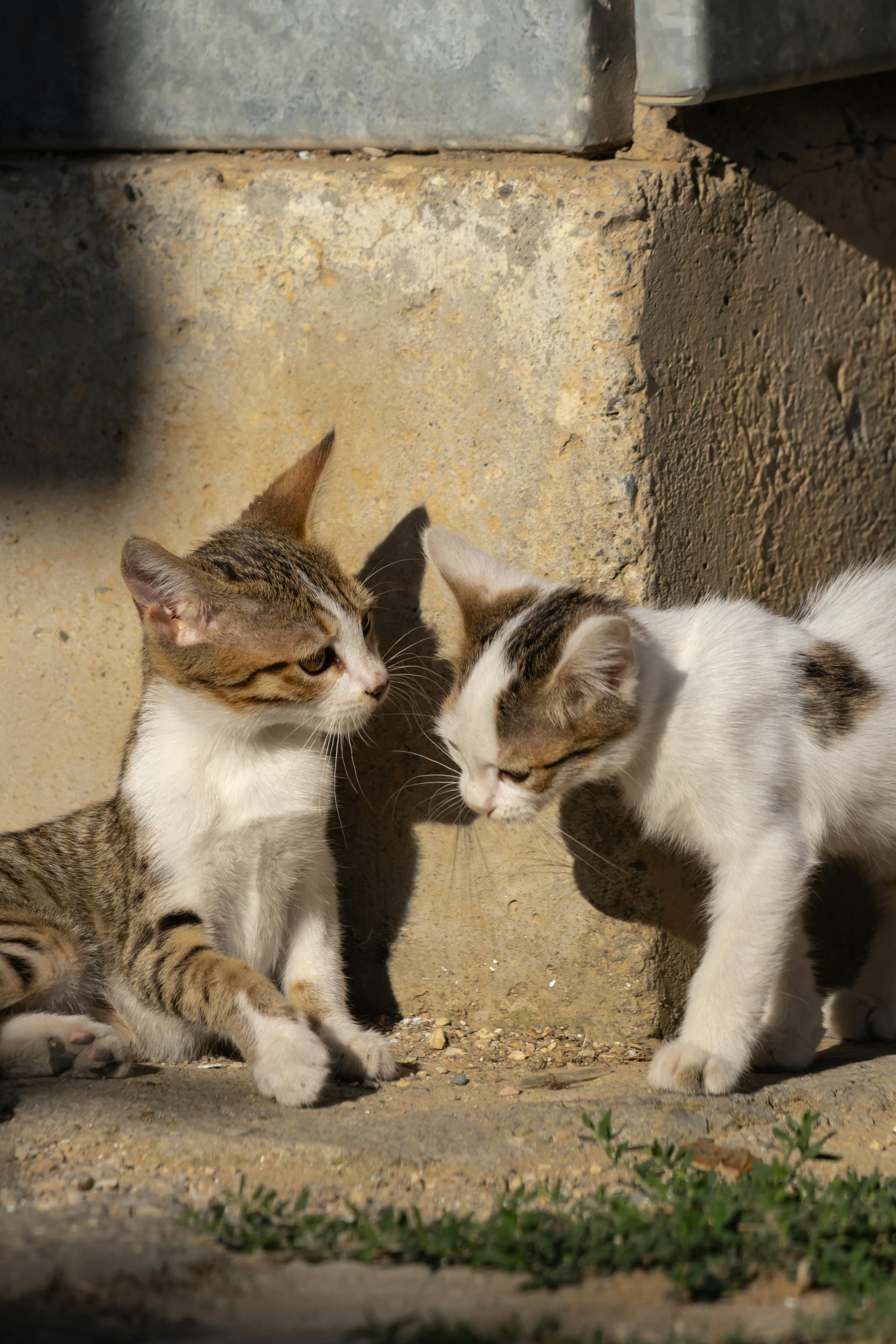 Two kittens playing together on the ground · Free Stock Photo