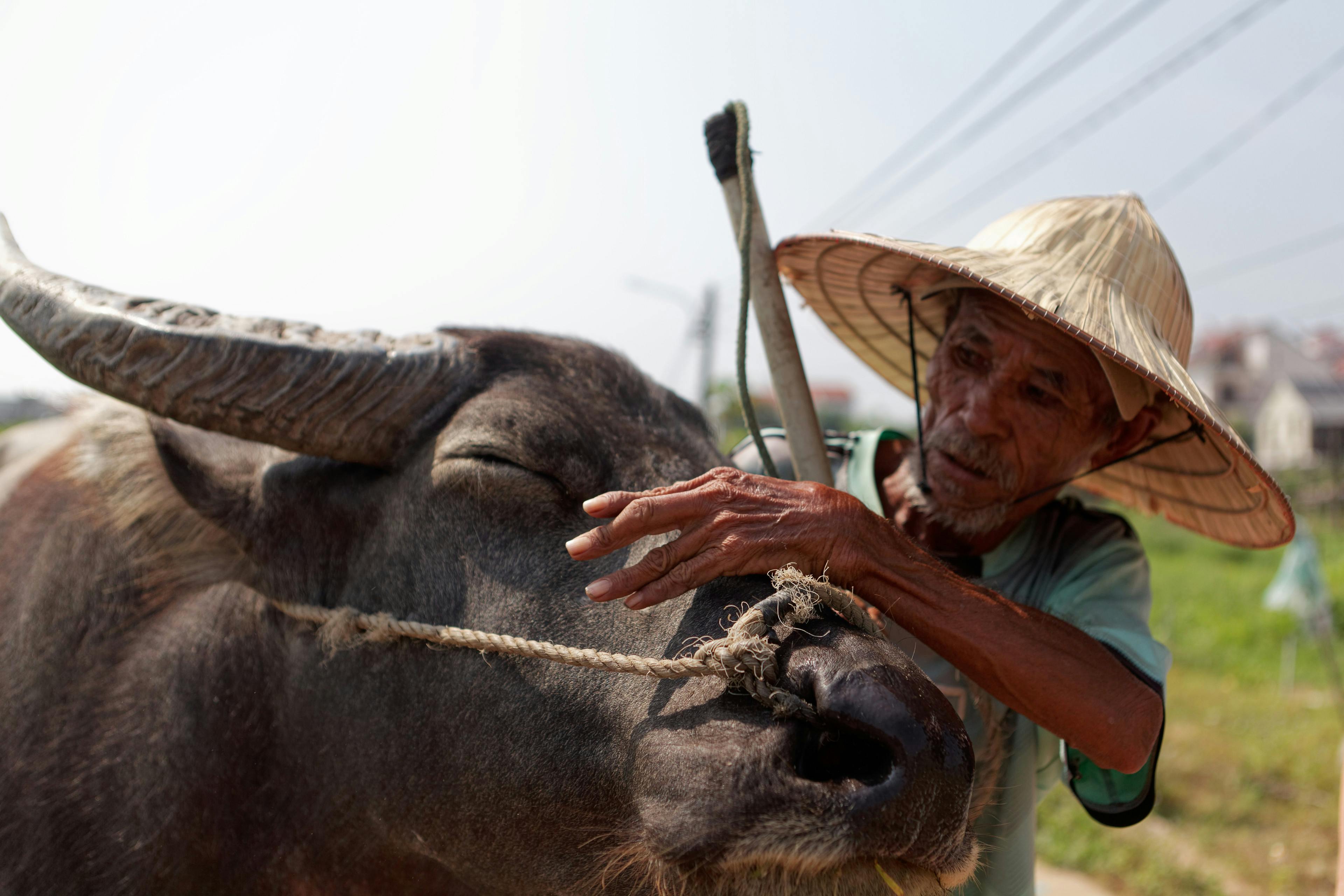 Buffalo Working Photos, Download The BEST Free Buffalo Working Stock ...