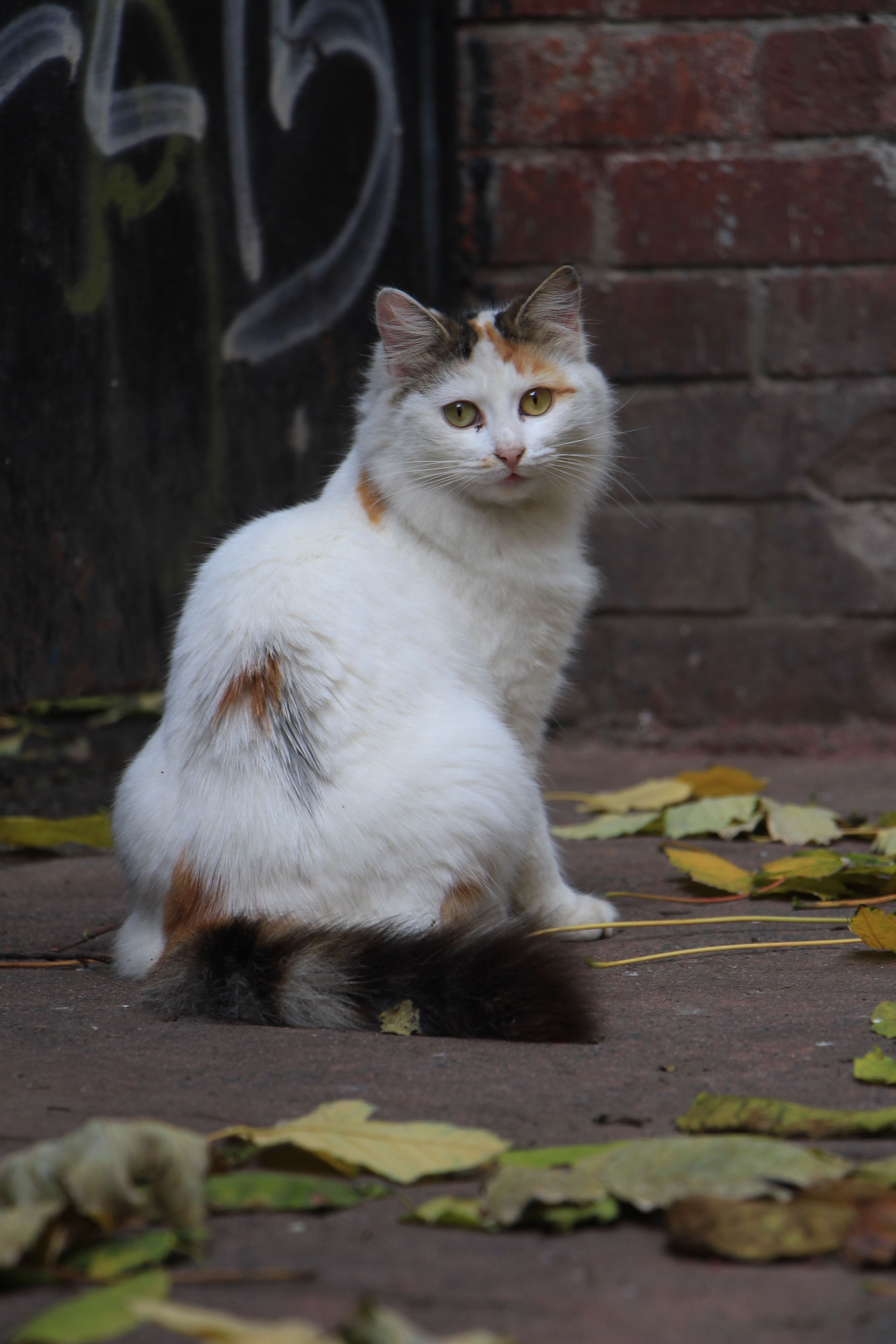 Foto de stock gratuita sobre al aire libre, amigo peludo, animal ...