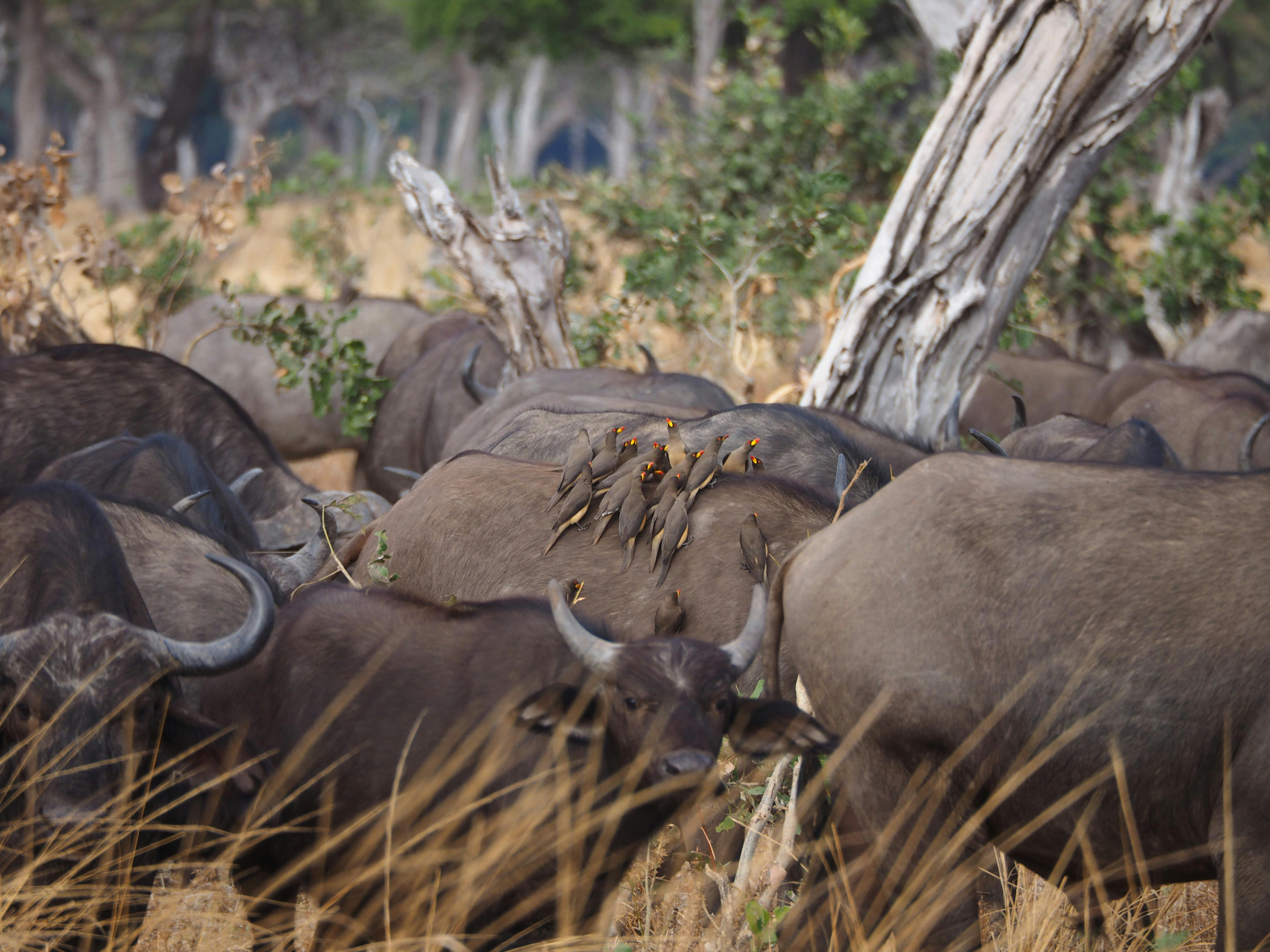Close-Up Photography of Buffalo · Free Stock Photo