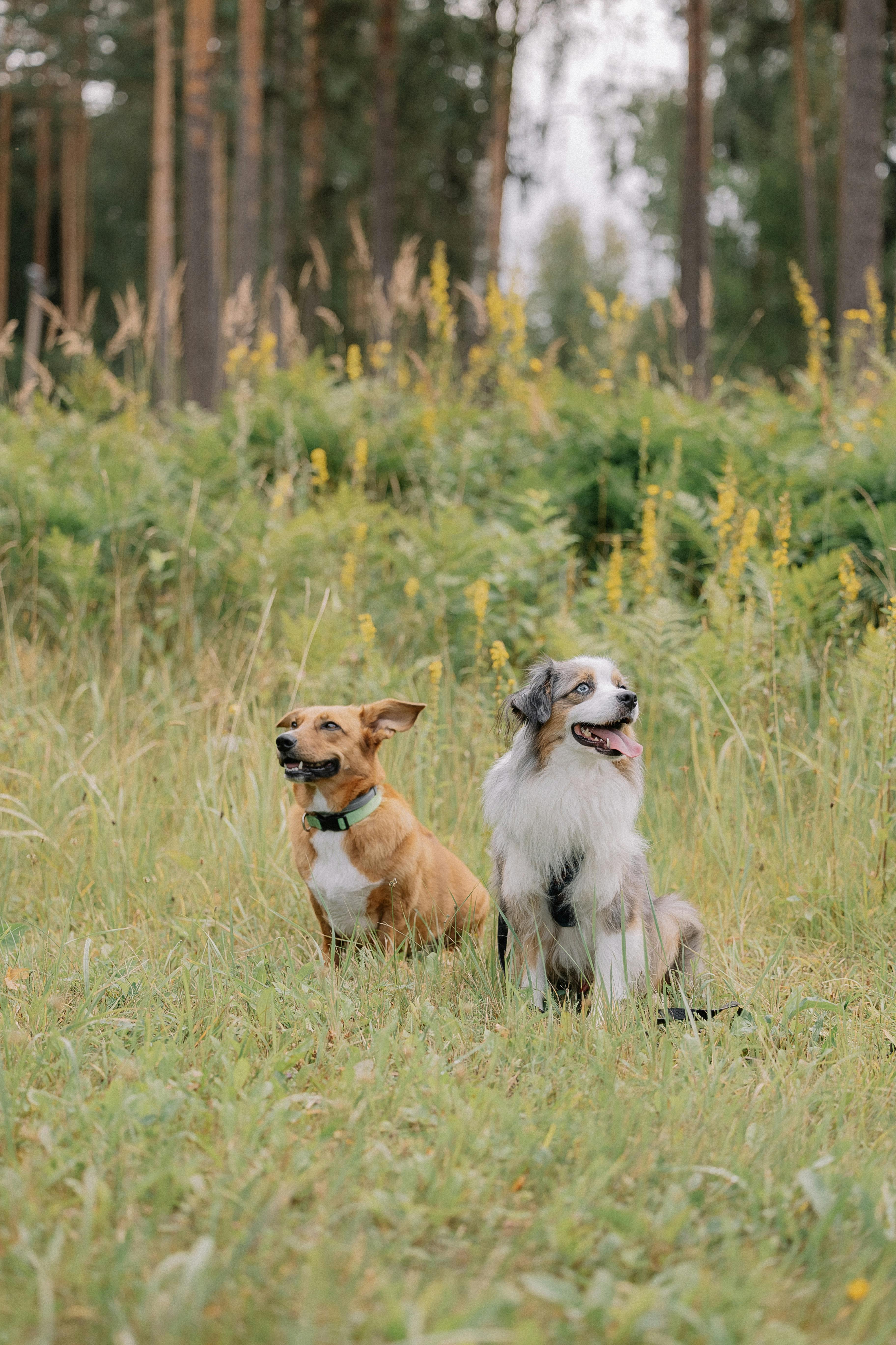 Two Dogs Sitting in Grass · Free Stock Photo