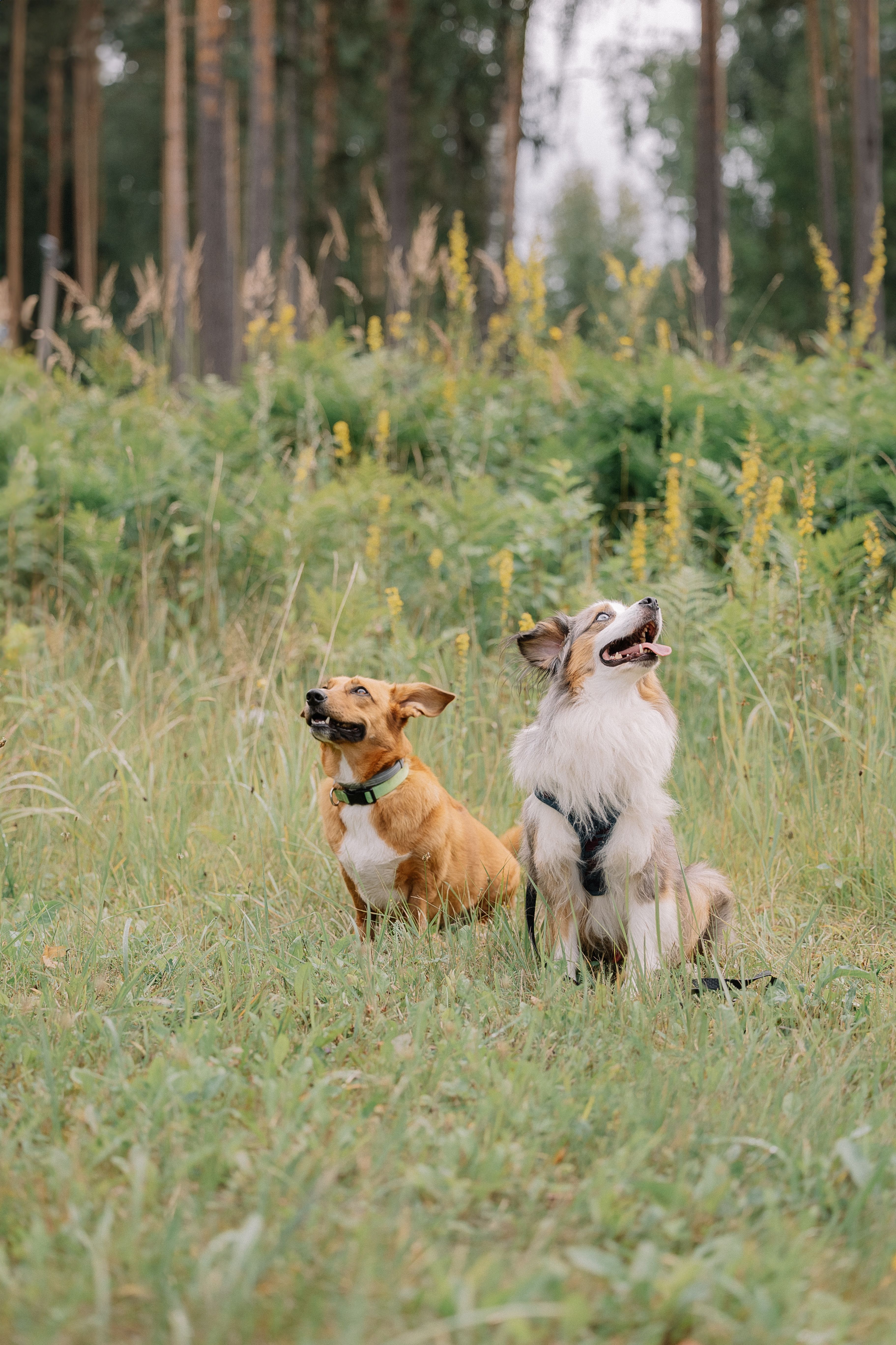 Two dogs sitting in the grass with their heads up · Free Stock Photo