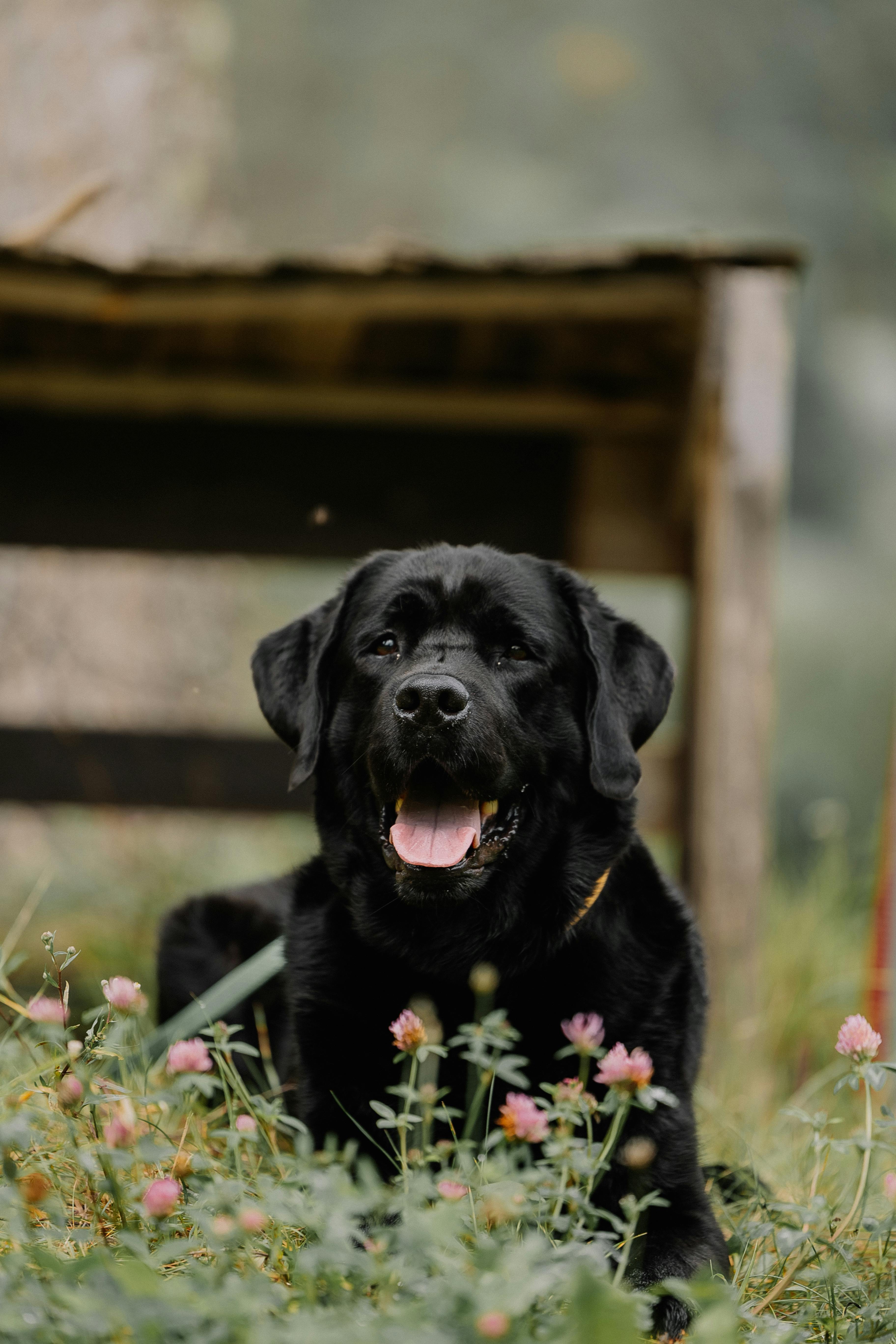 Photo of james, a black labrador retriever in boston, ma, usa · Free ...