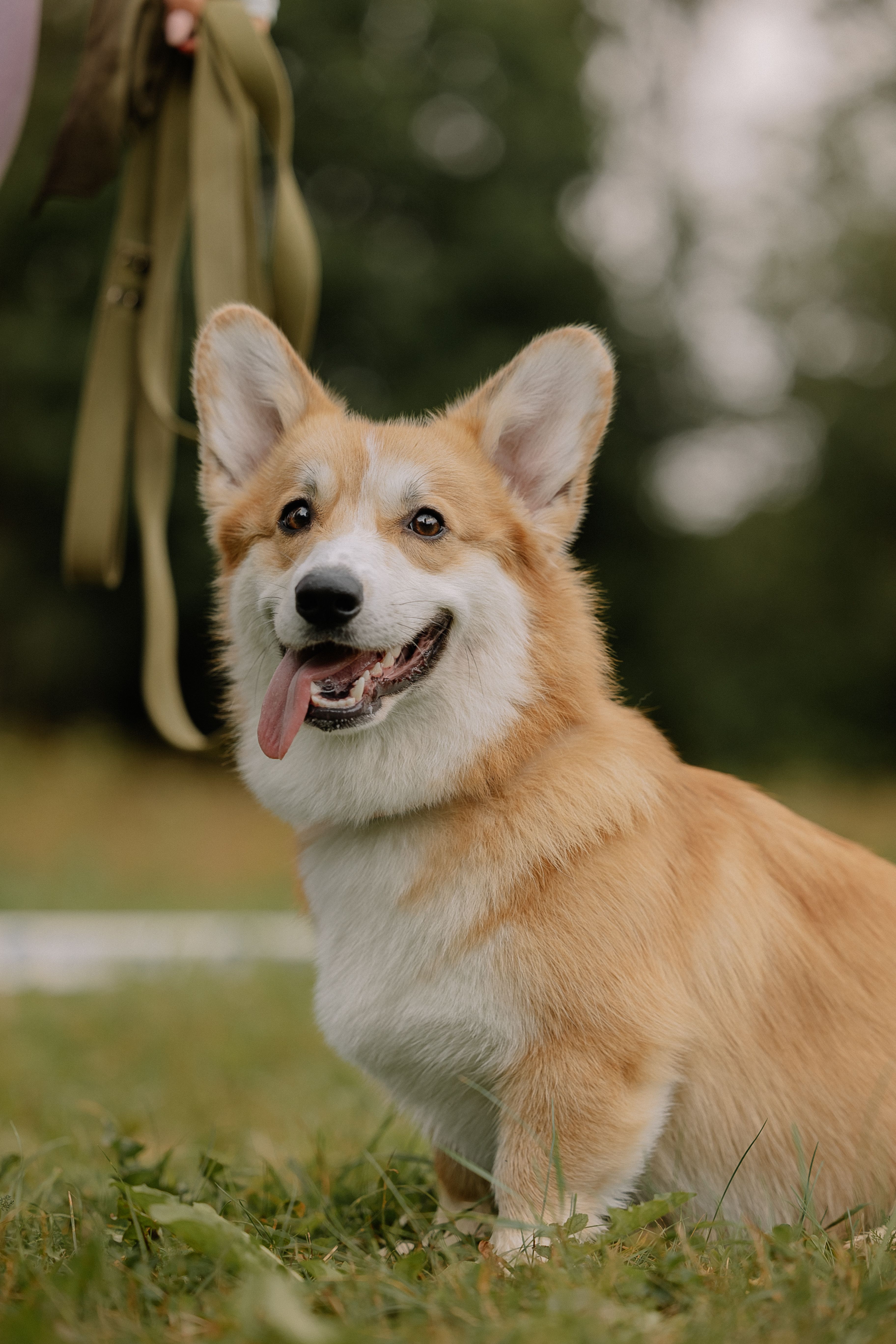 Little Girl and a Corgi Dog in Birthday Caps · Free Stock Photo