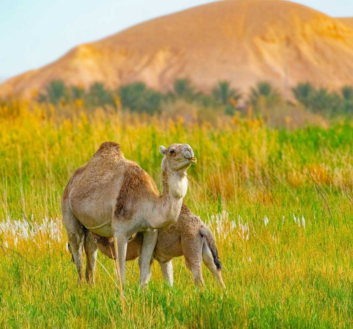 High Resolution Camel Photos, Download The BEST Free High Resolution ...