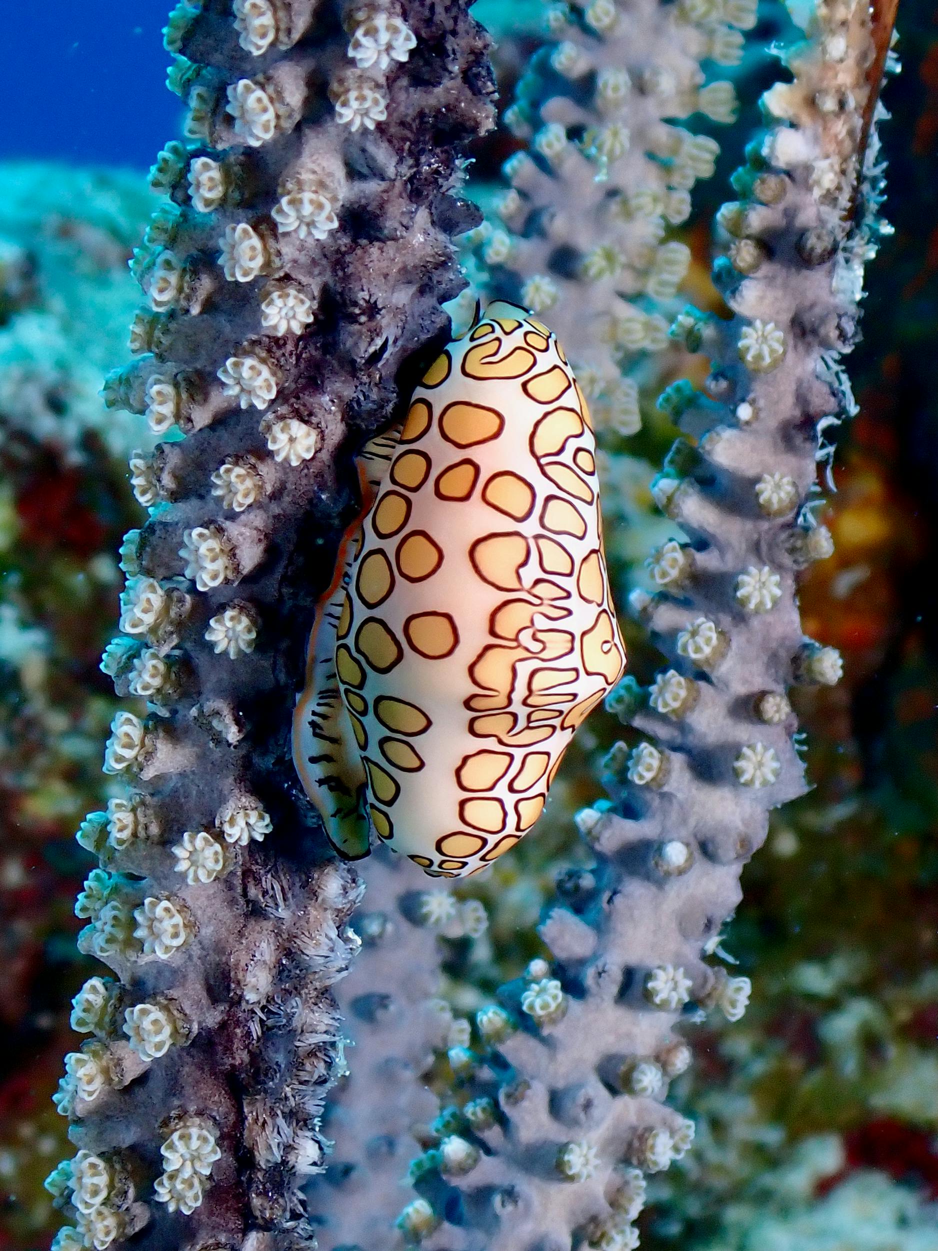 Flamingo Tongue Snail · Free Stock Photo