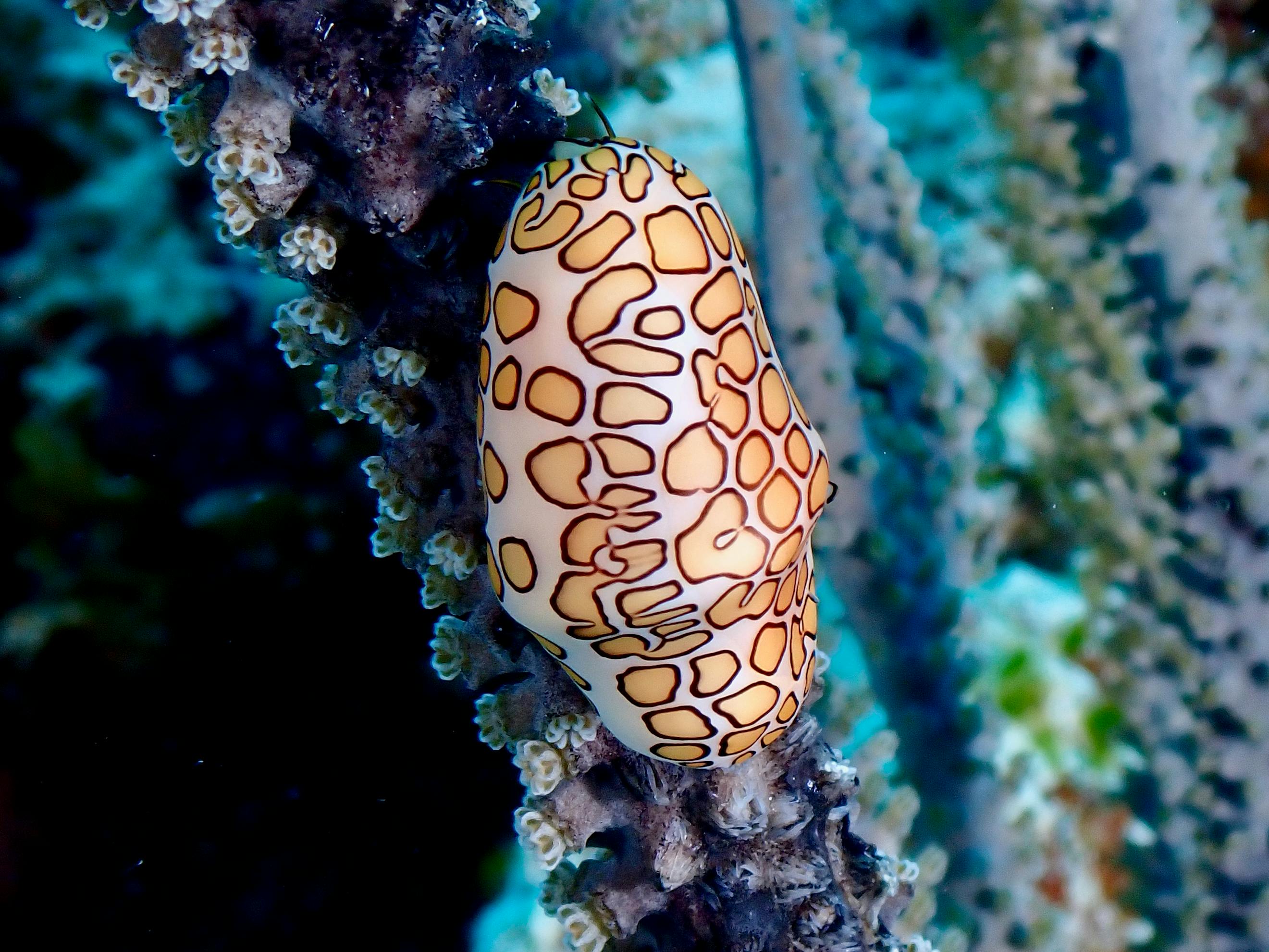 A white and brown spotted sea snail on a coral · Free Stock Photo