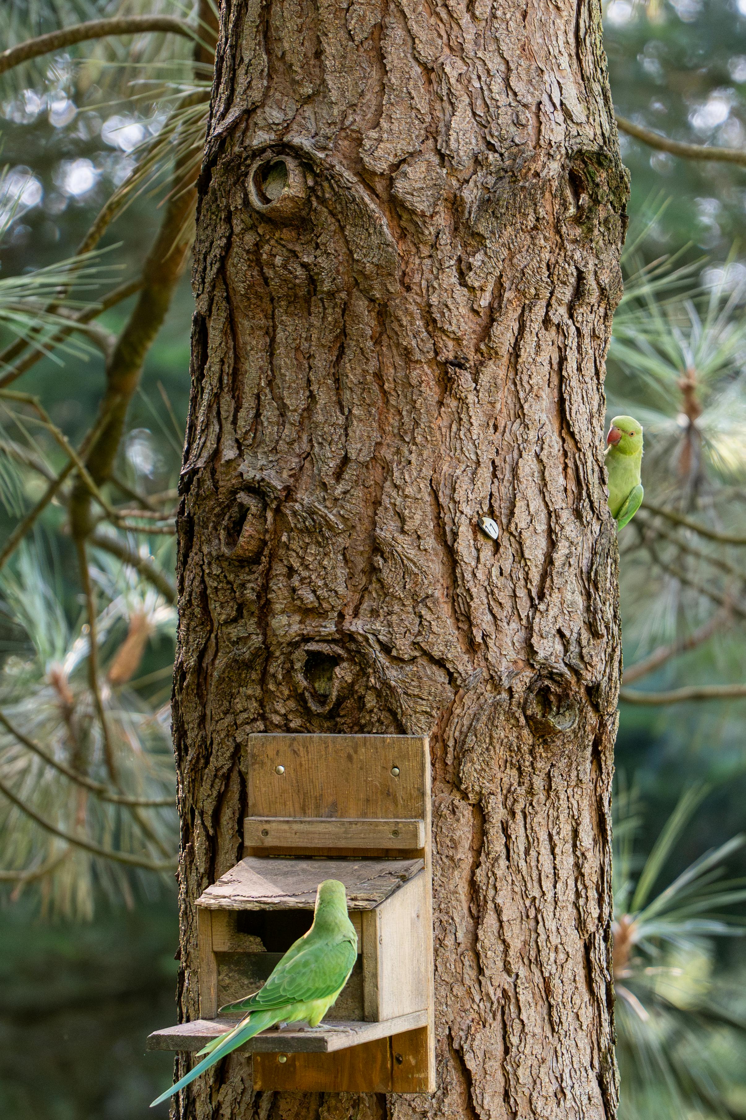 Two parrots on a tree · Free Stock Photo