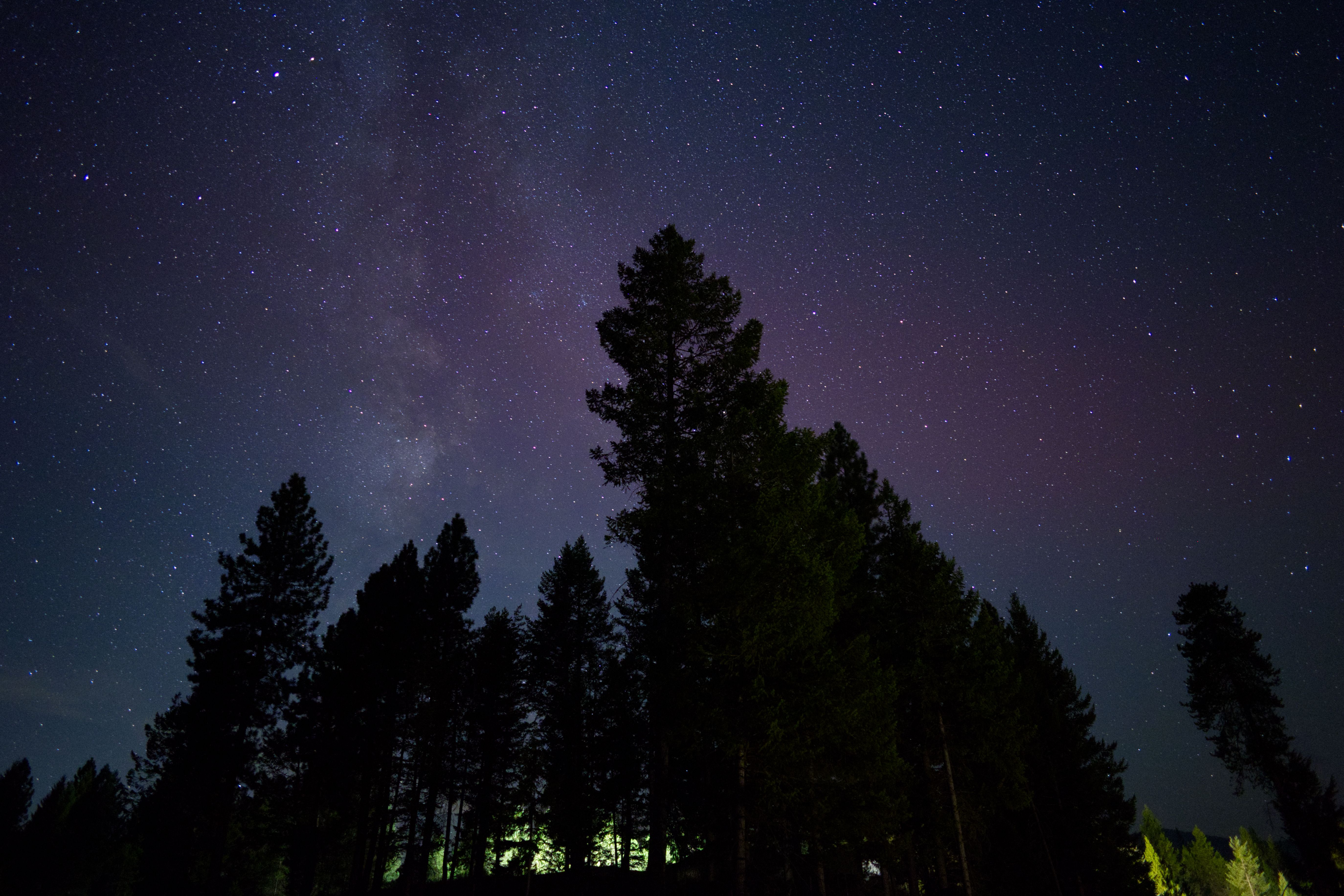 Silhouette of Spruce Trees Under Starry Night · Free Stock Photo