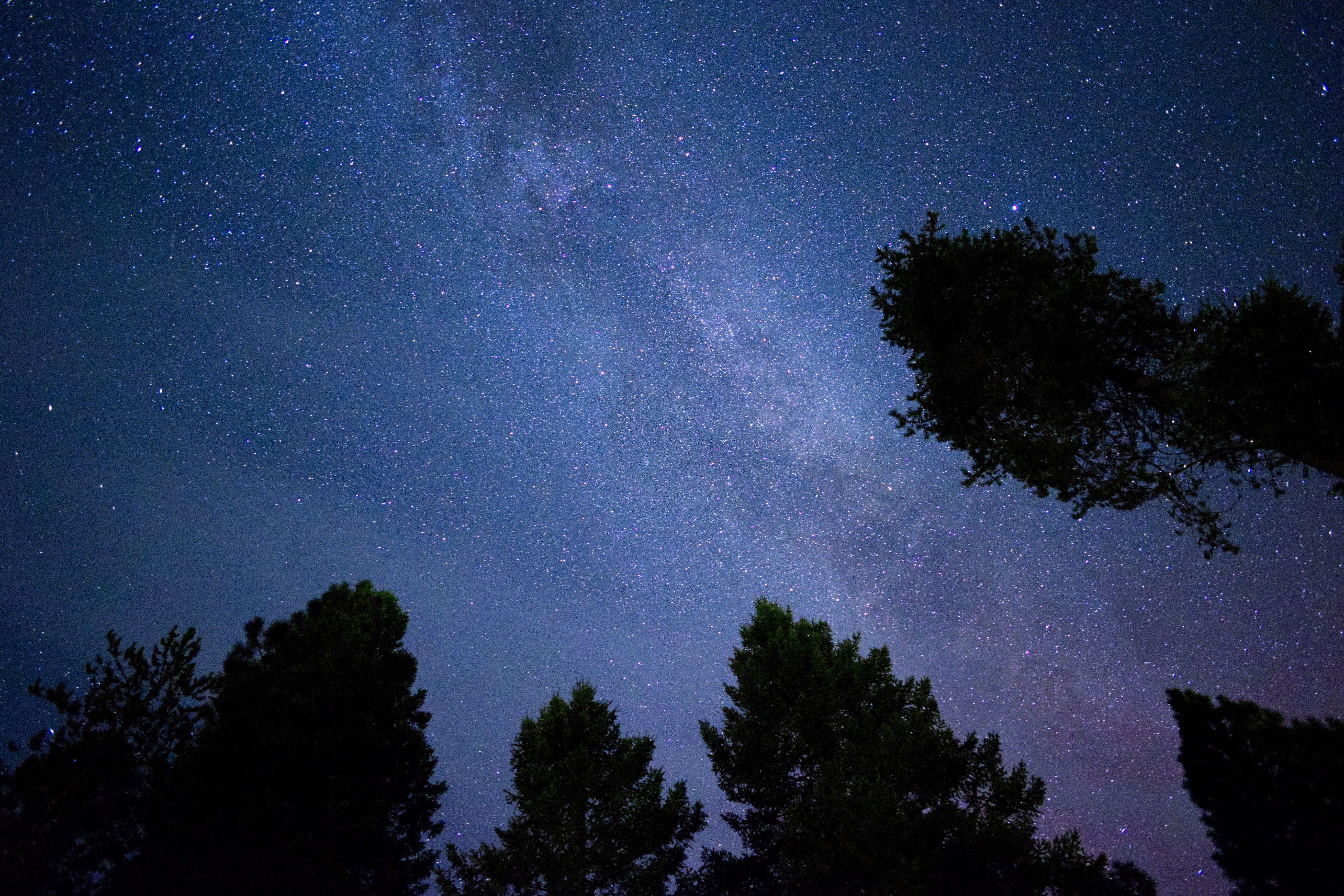 The milky way over the trees in the night sky · Free Stock Photo